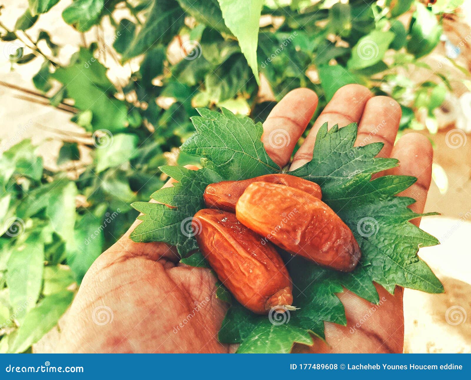 Dates Trees Palms in Nature Amazing Stock Photo - Image of love, lovely ...