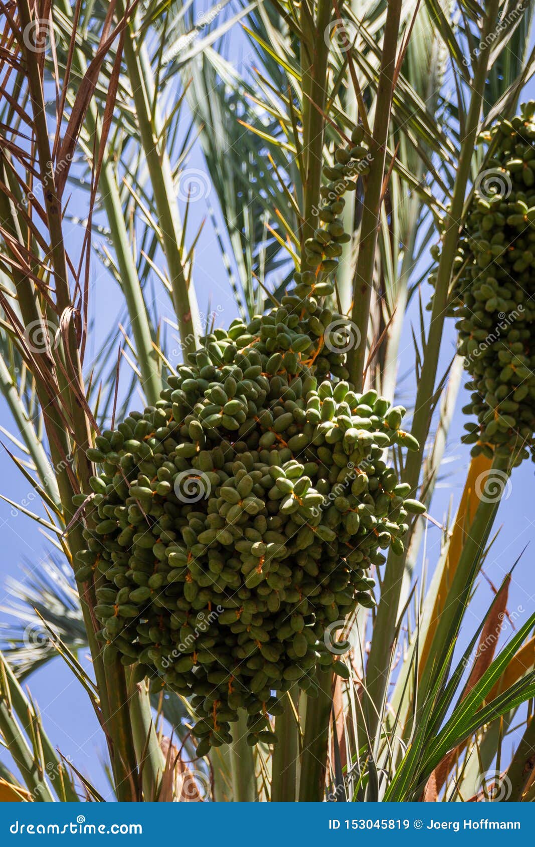 Bunch of Dates in a Palm Tree Stock Image - Image of season, morocco ...