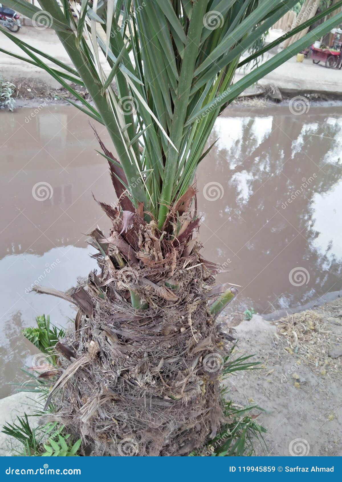 DATTELPALME; PHOENIX DECTYLIFERA Stockbild - Bild von zonen, fahrenheit ...