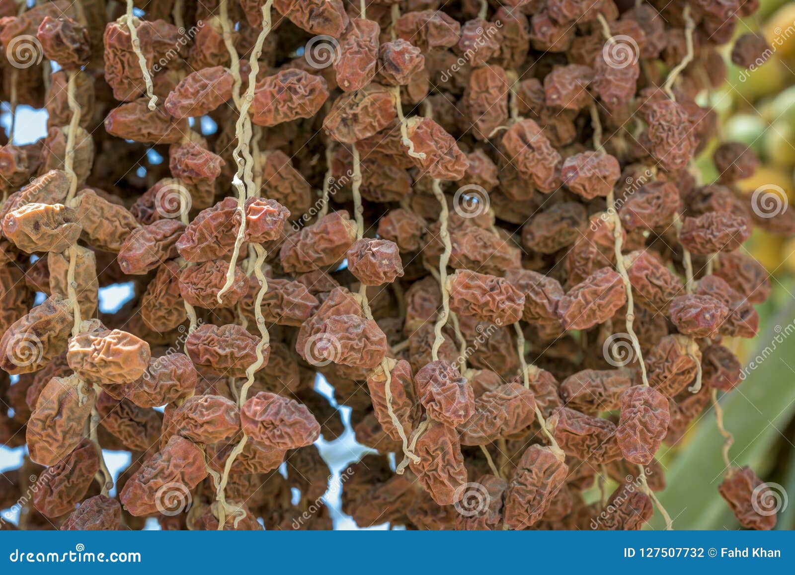 Datteri Secchi Che Appendono Con L'albero Delle Date Fotografia Stock ...