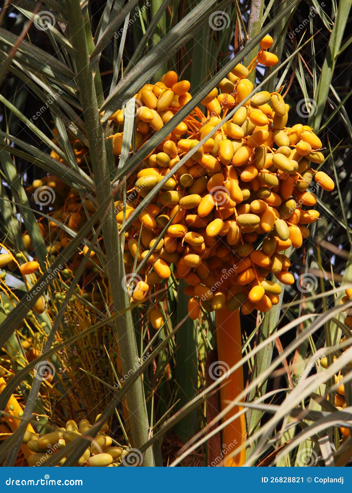 Dattes Du Maroc Sur Le Palmier Image stock - Image du arbre, noix: 26828821
