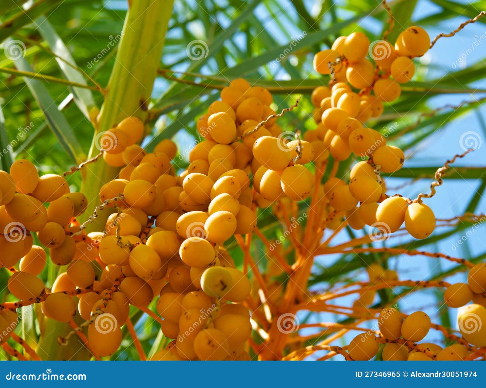 Dattes jaunes image stock. Image du légumes, beauté, fleur - 27346965