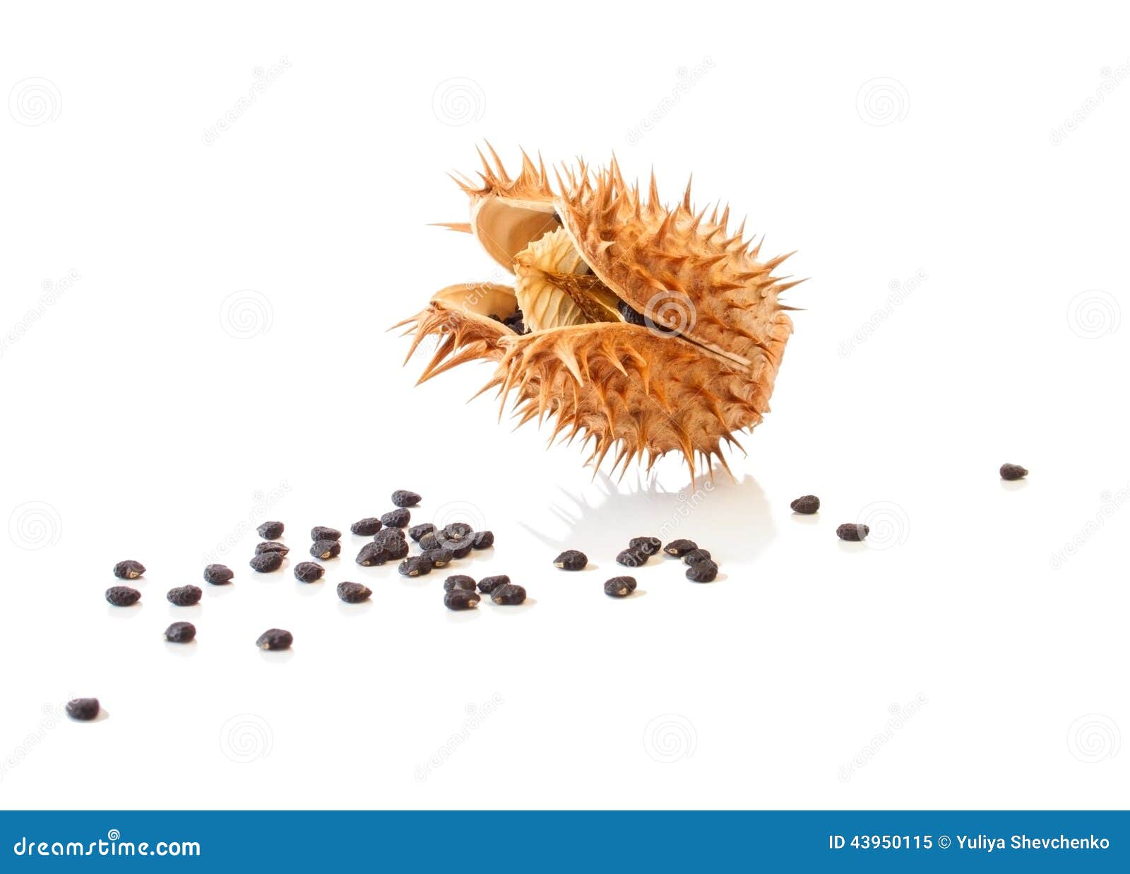Datura Capsule with Seeds stock image. Image of science - 43950115