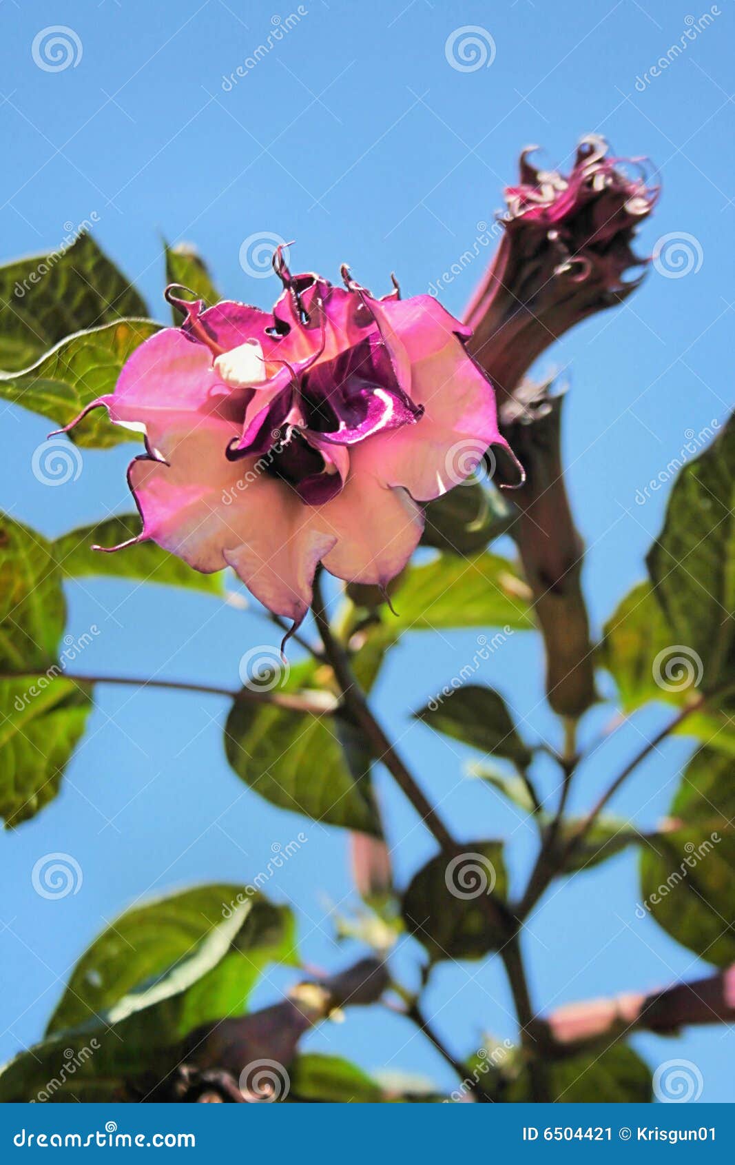 Datura Cornucopia stock image. Image of atropine, flowering - 6504421