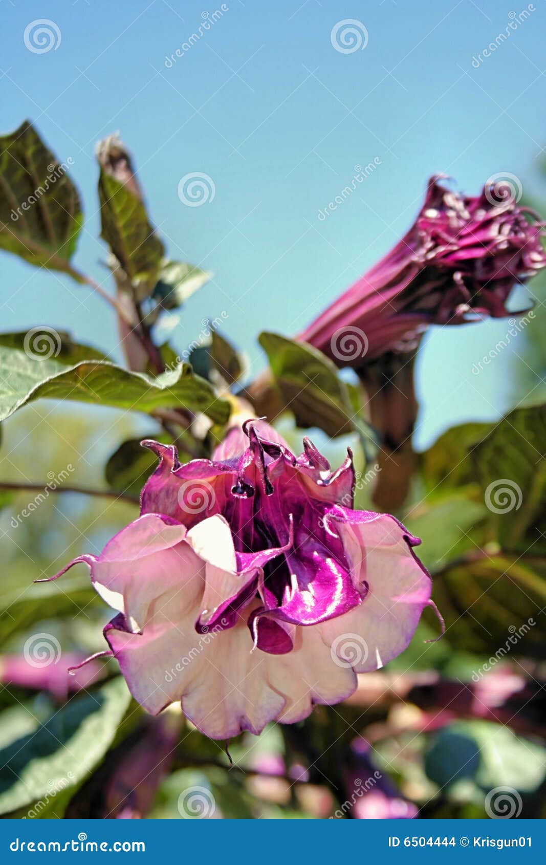 Datura Cornucopia Flowers stock photo. Image of alkaloids - 6504444