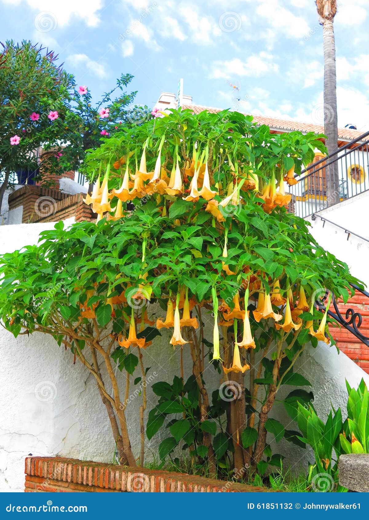 Datura-Floripondio De La Flor De Trompeta Foto de archivo - Imagen de ...