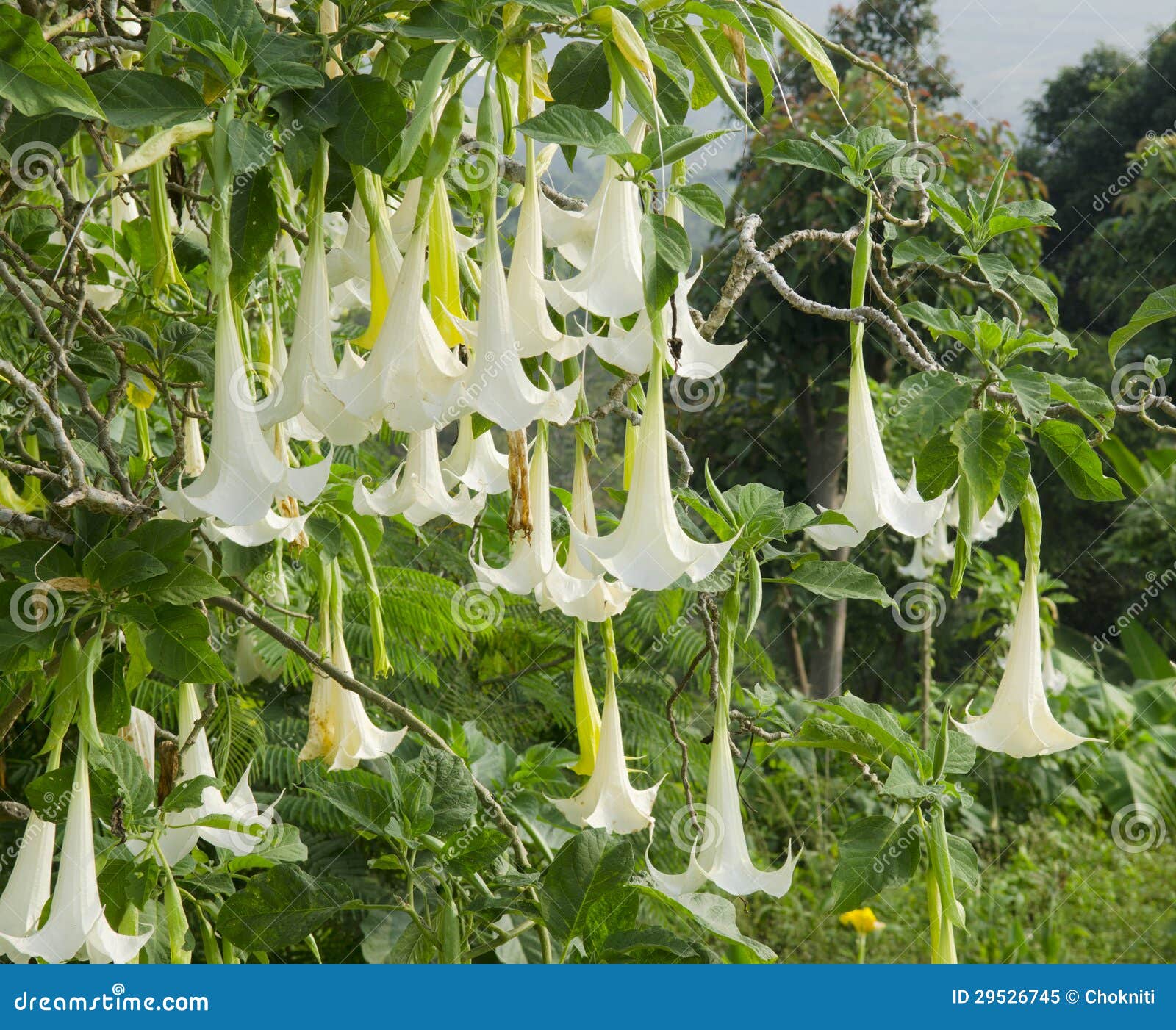 Datura flower stock image. Image of beauty, hallucinogenic - 29526745