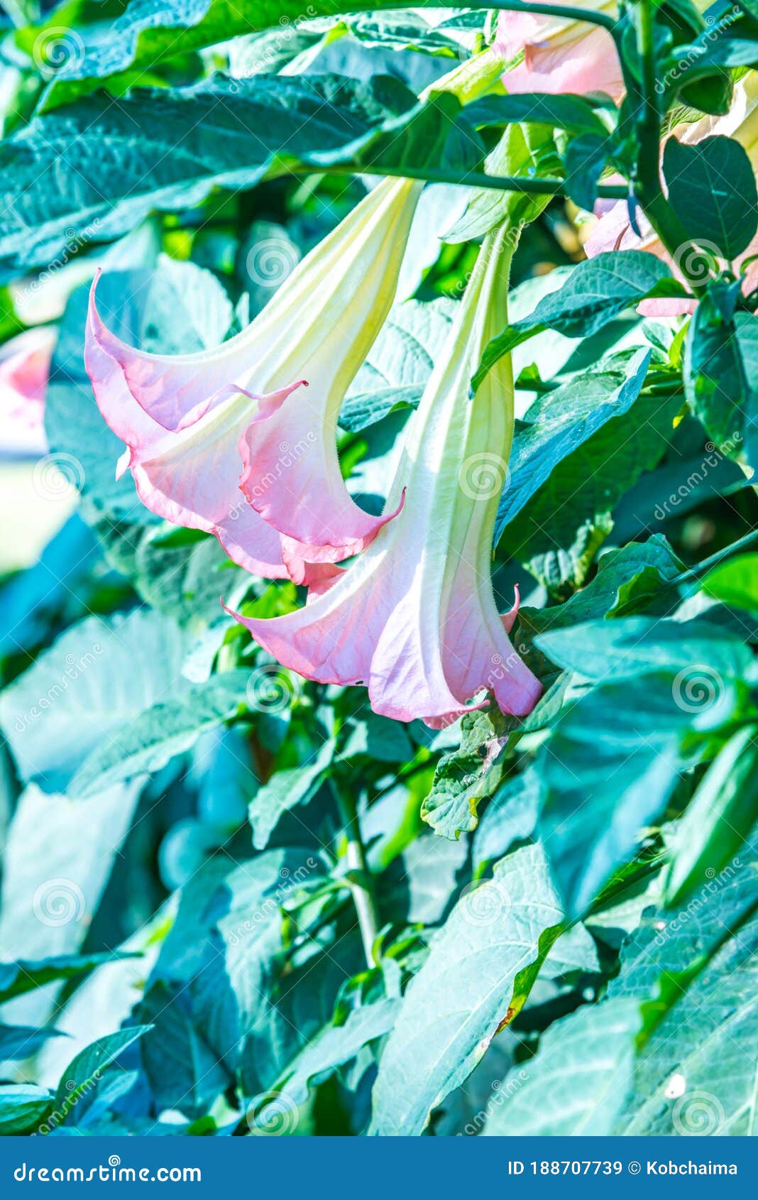 Datura flowers on tree stock image. Image of environment - 188707739