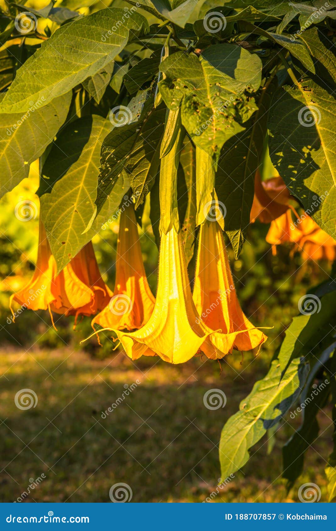 Datura flowers on tree stock image. Image of spring - 188707857