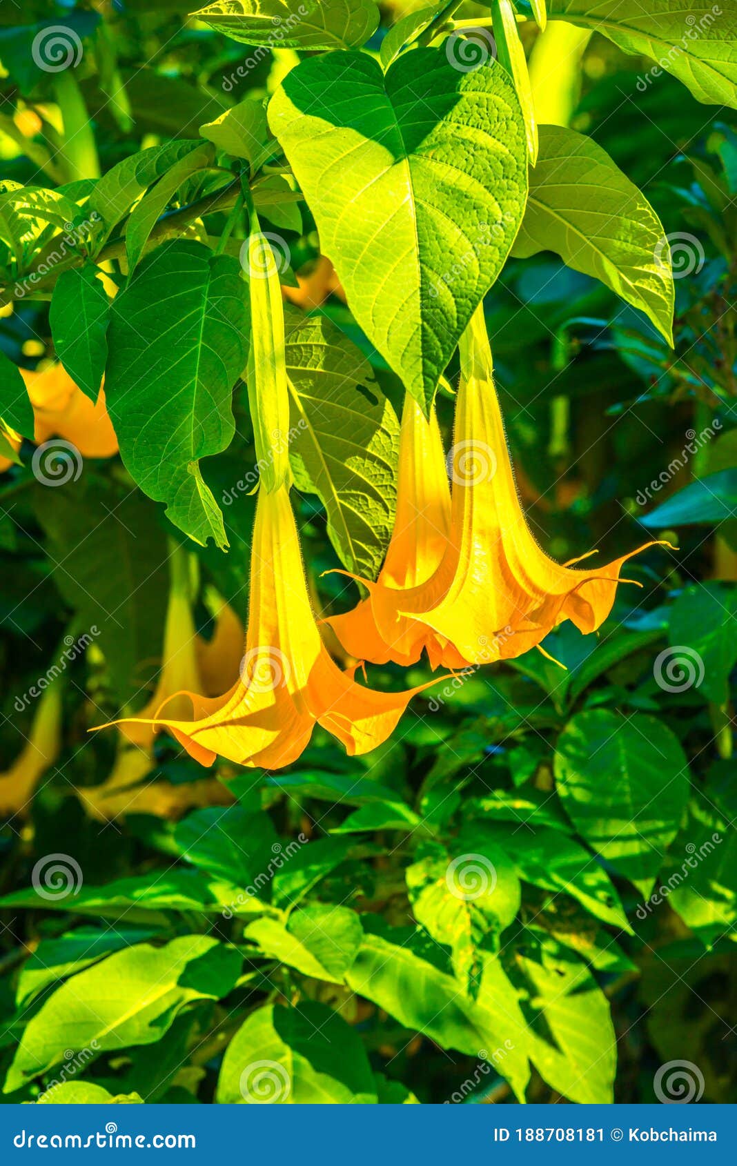 Datura flowers on tree stock image. Image of atropine - 188708181