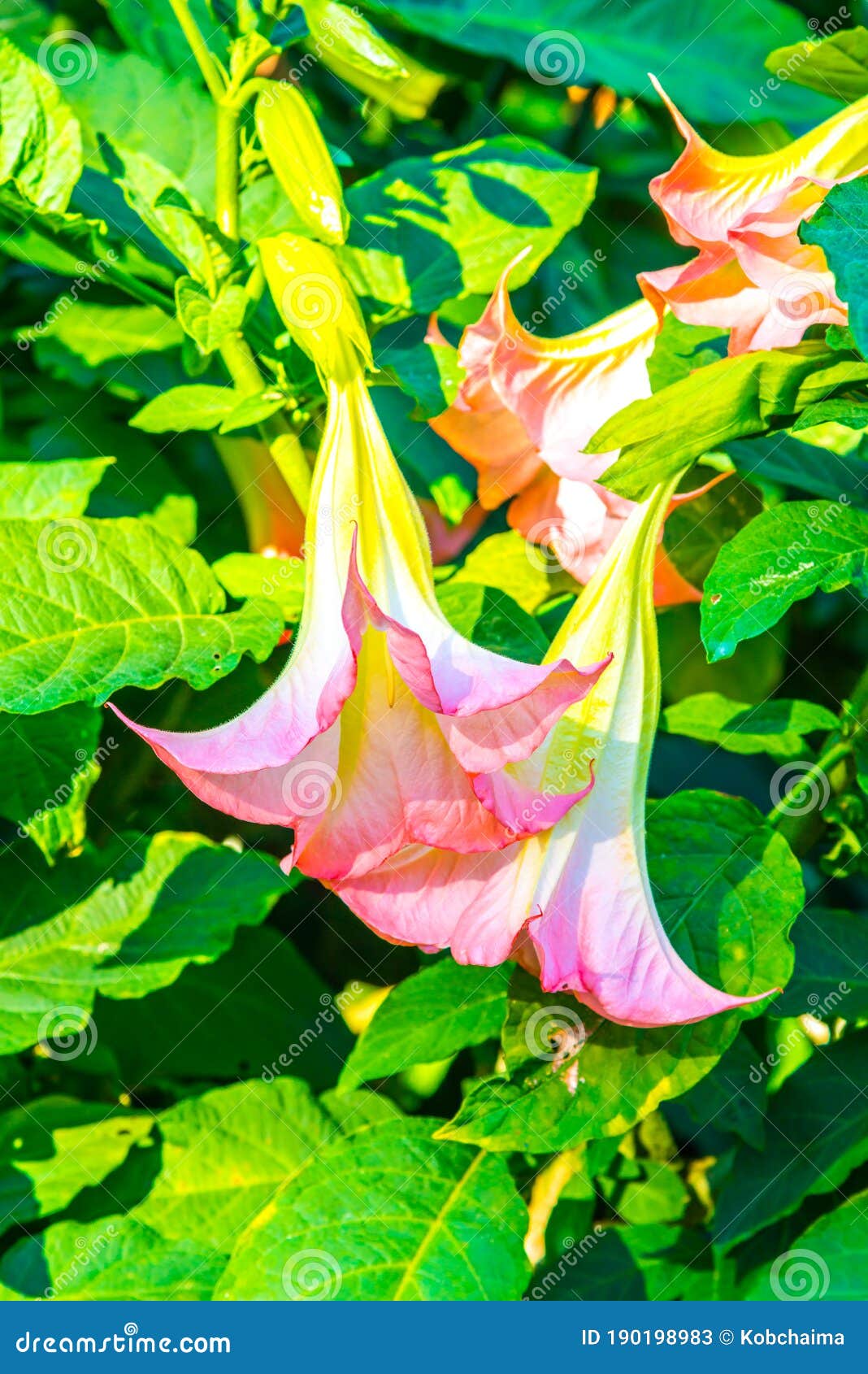Datura flowers on tree stock image. Image of bignoniaceae - 190198983
