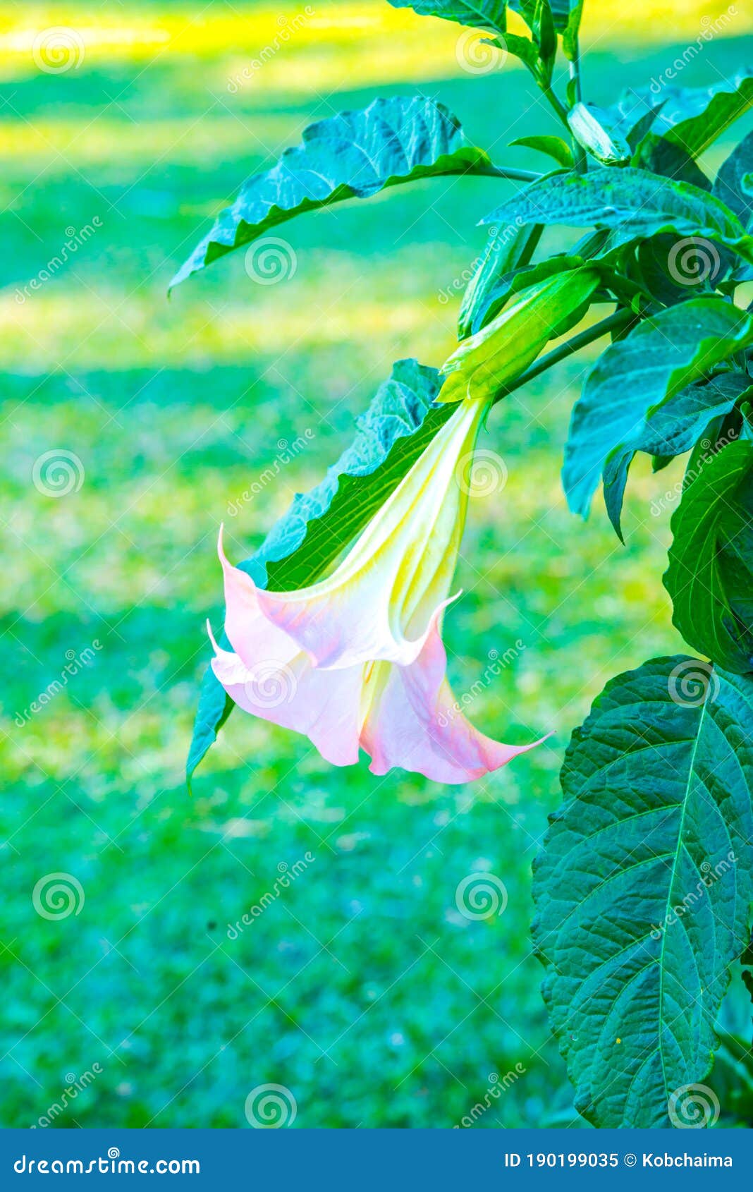 Datura flowers on tree stock image. Image of tree, macro - 190199035