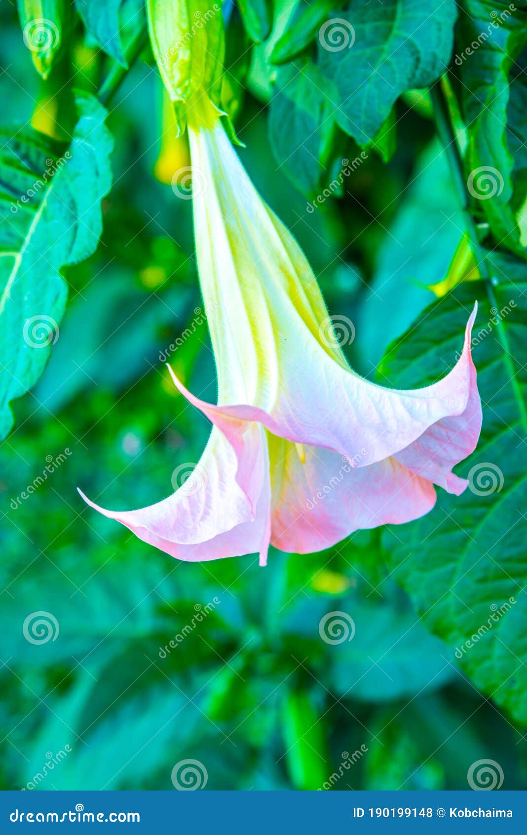Datura flowers on tree stock photo. Image of park, bignoniaceae - 190199148