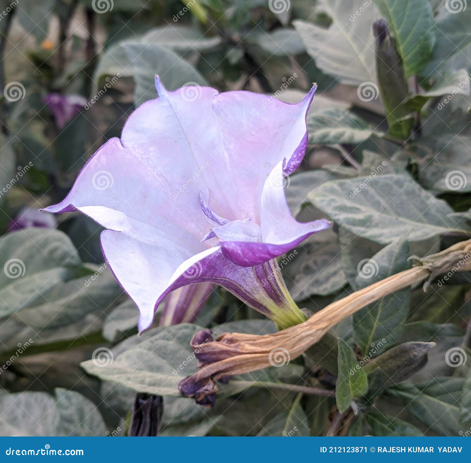 Datura Innoxia Green Fruit. It Also Known As Datura Wrightii Or Sacred ...