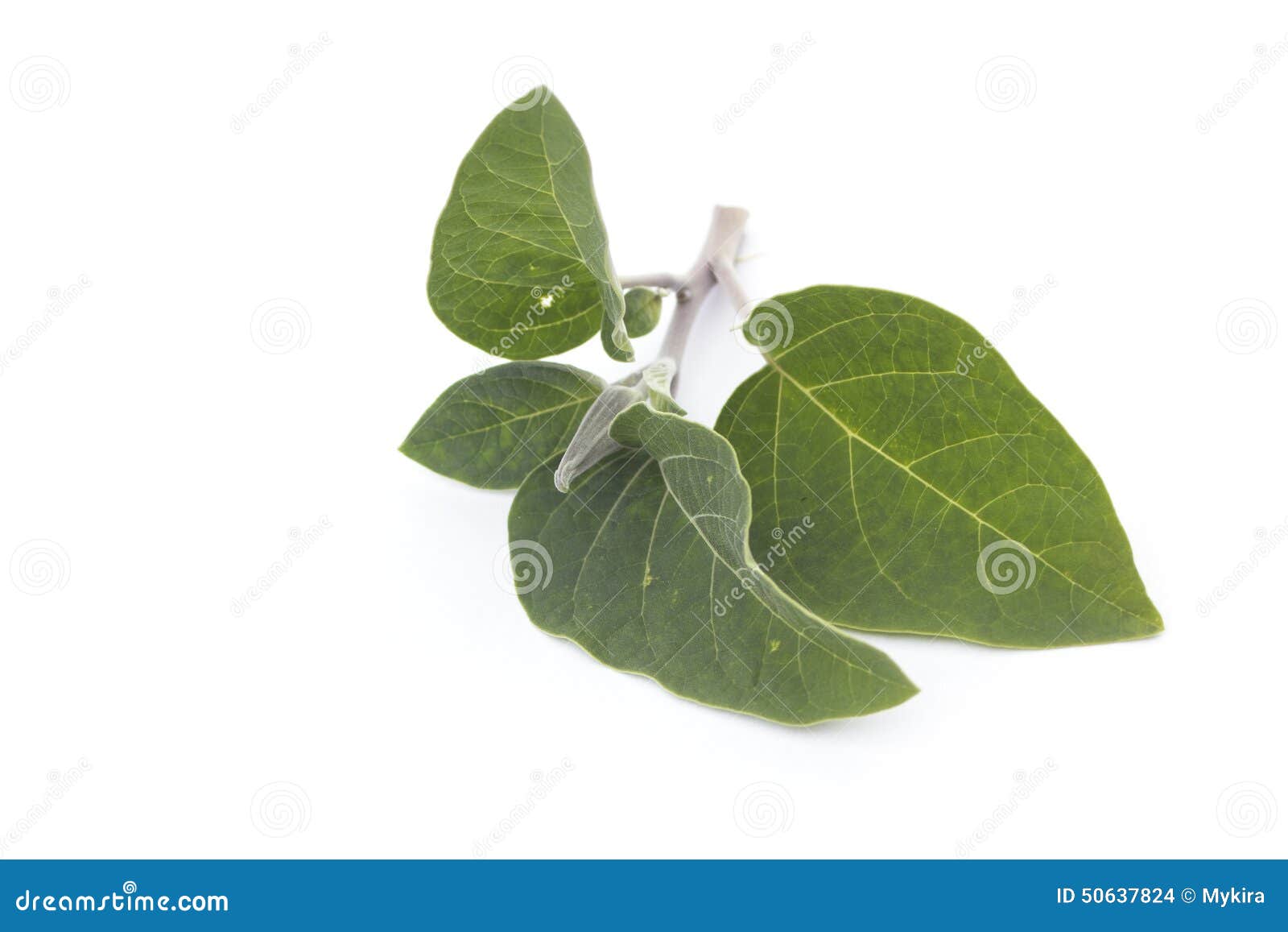 Branch With Datura Fruit, Spiny Capsule With Seeds, Jimsonweed, Dope ...