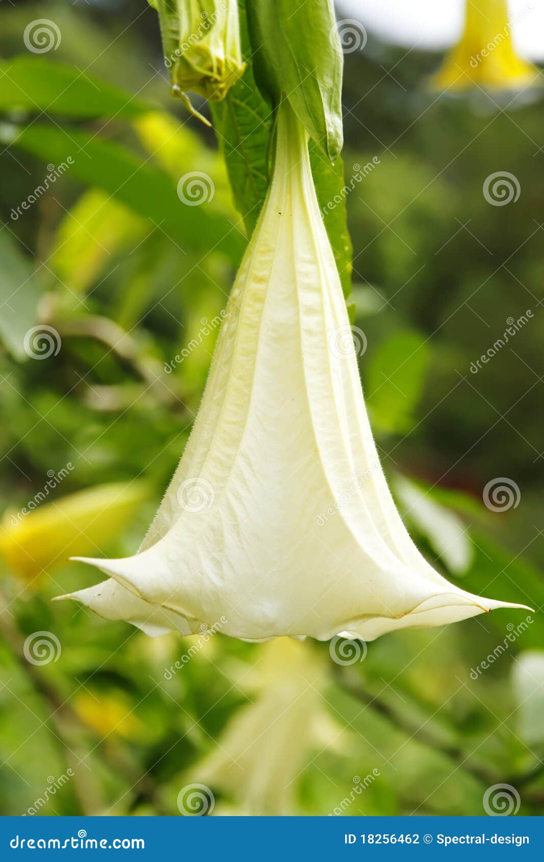 Datura Stramonium stock photo. Image of blossom, datura - 18256462