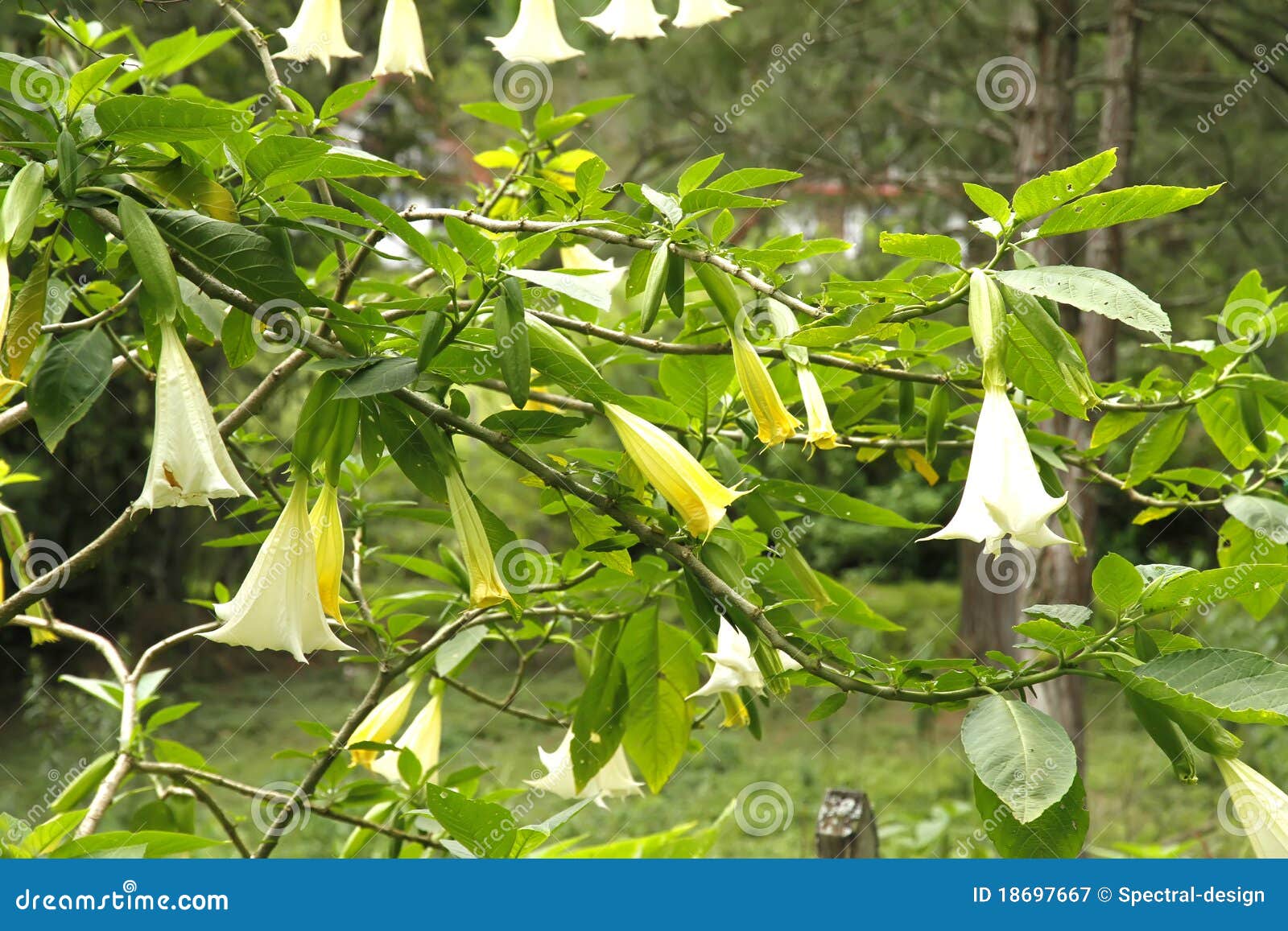 Datura Stramonium stock image. Image of blossom, wild - 18697667