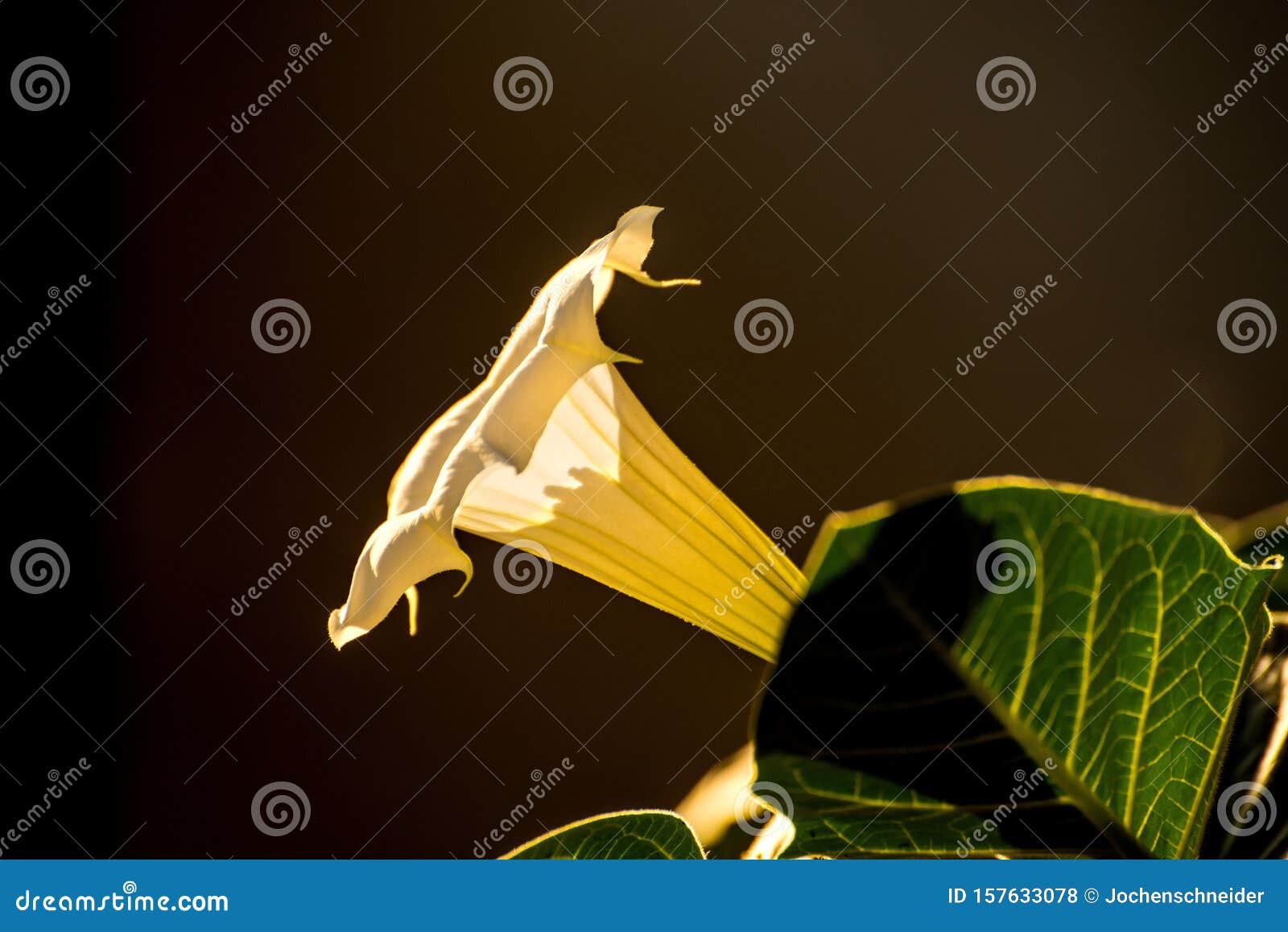 Datura Stramonium, Thorn-apple with Flower Stock Photo - Image of ...