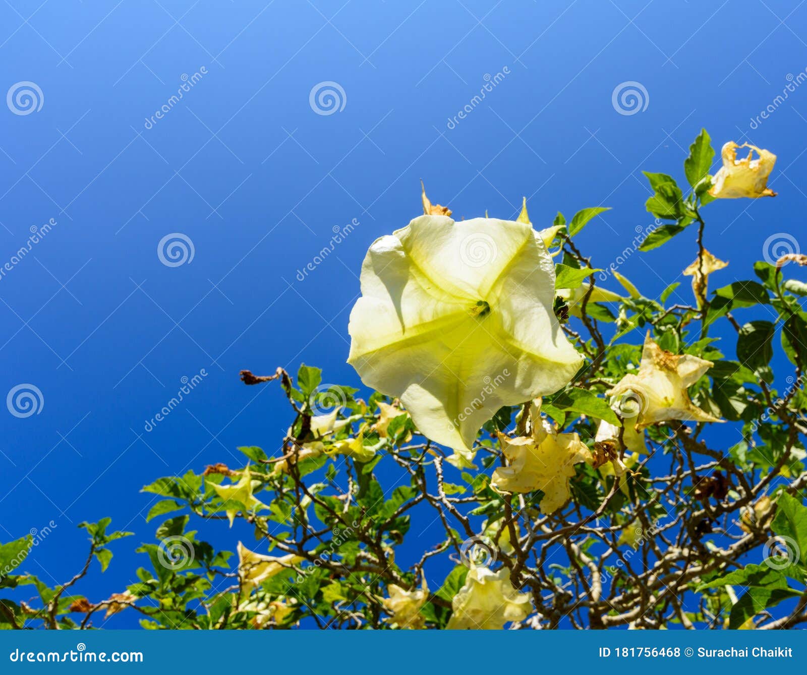 Datura White with Blue Sky on the Mountain Stock Photo - Image of ...