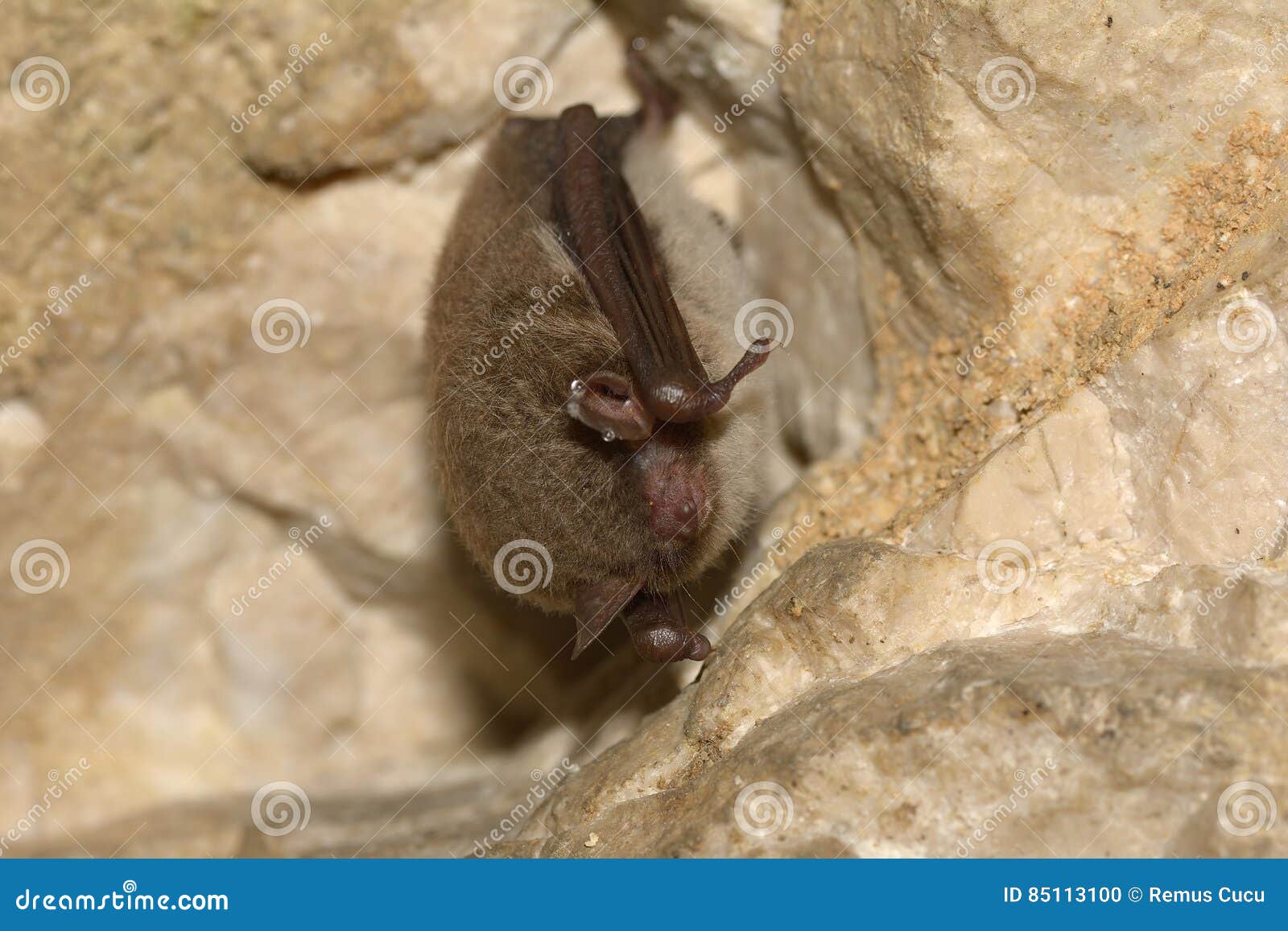 Daubenton`s Bat Hibernating In A Bunker System. Myotis Daubentonii ...