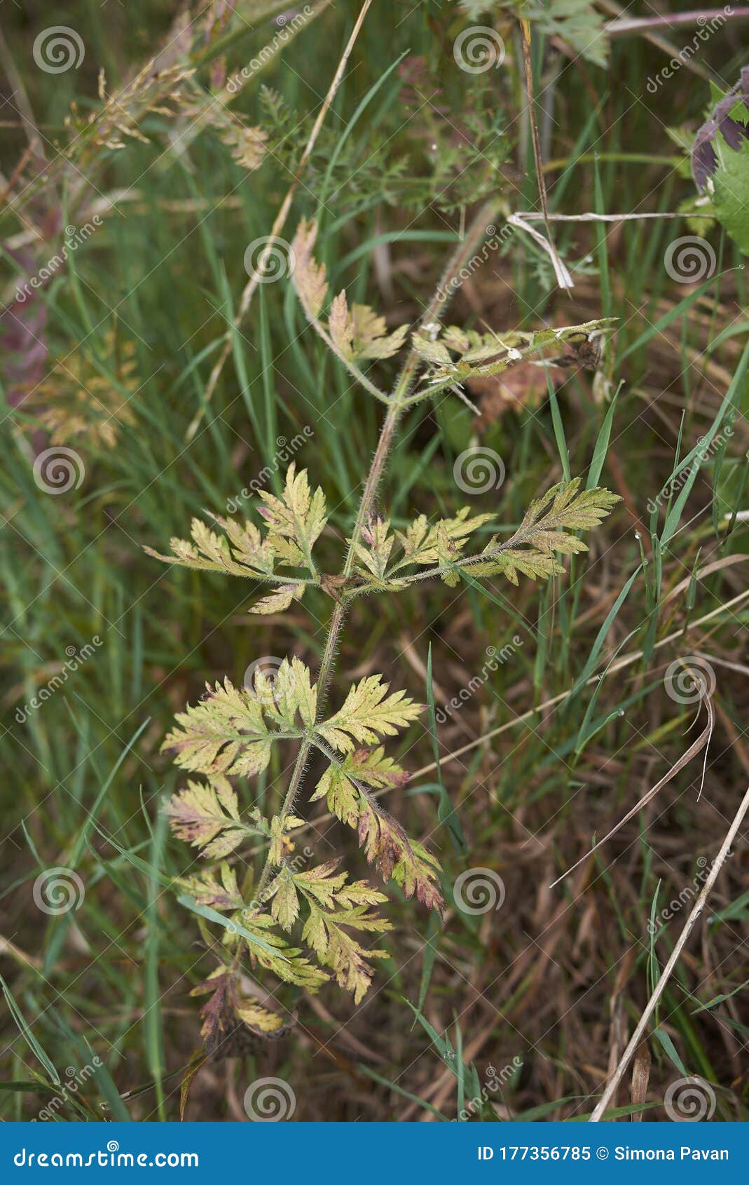 Daucus carota in bloom stock image. Image of italian - 177356785