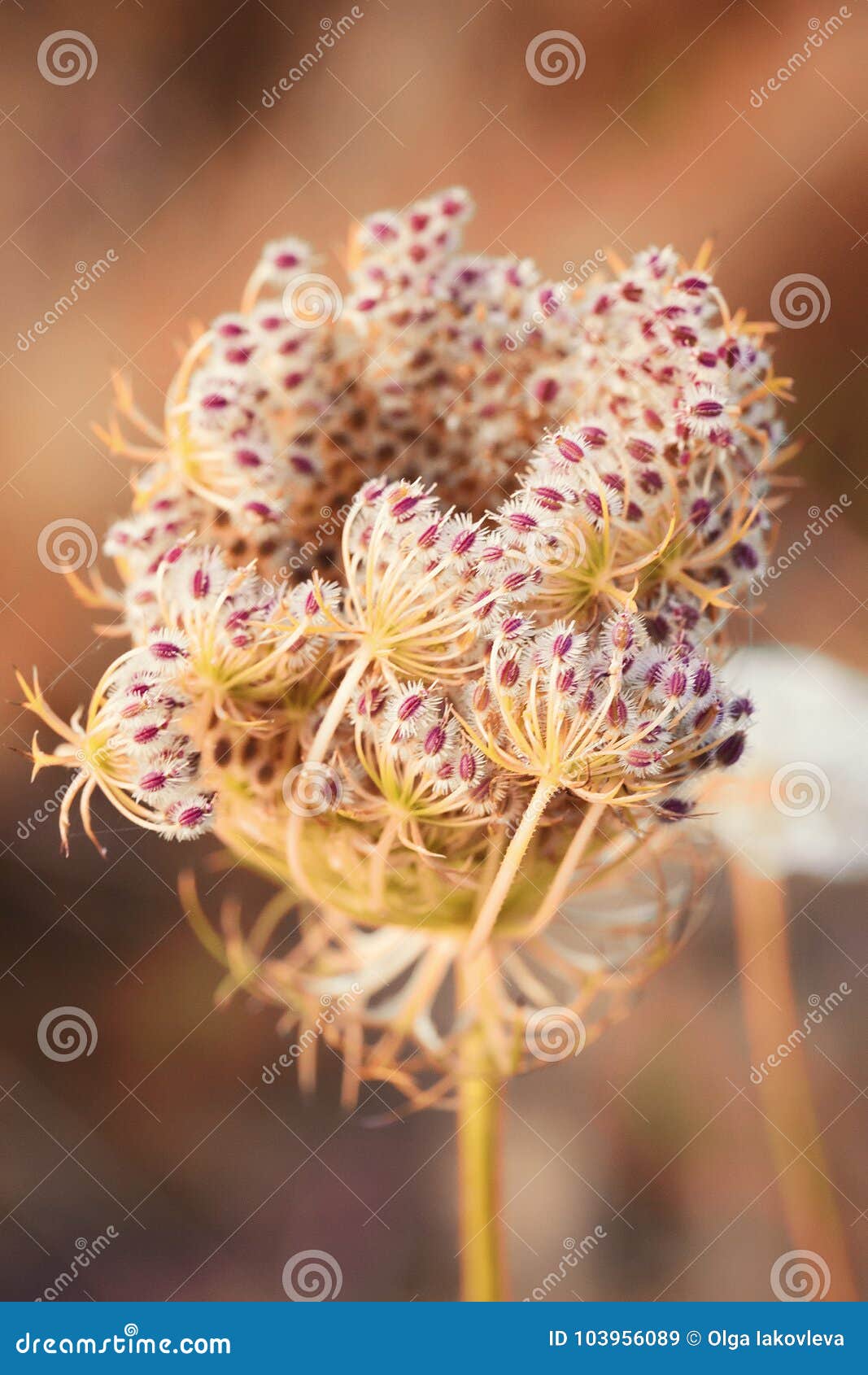 Daucus Carota Mit Samen in Der Makrophotographie Stockbild - Bild von ...