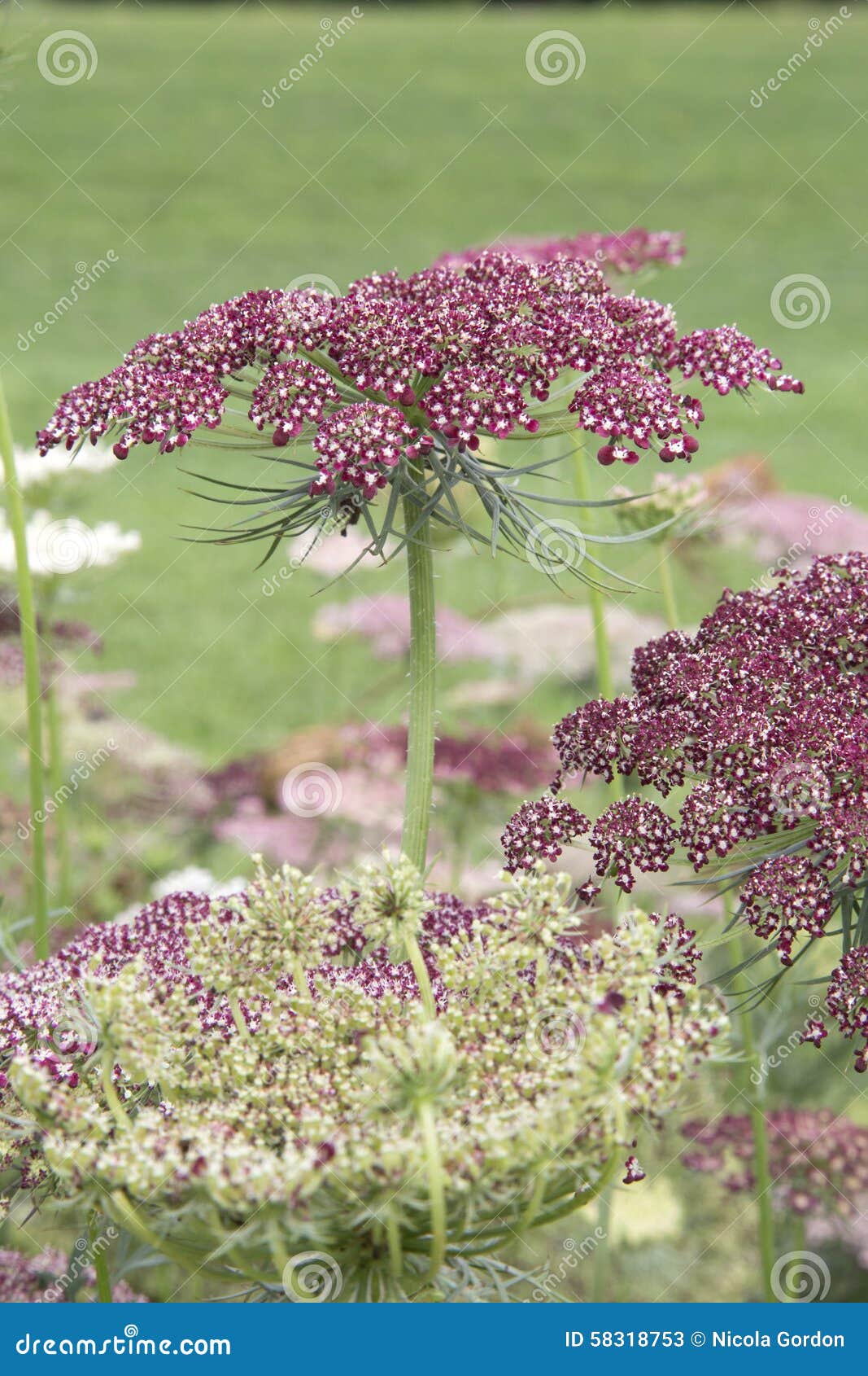 Daucus - Dars stock image. Image of nature, plant, white - 58318753