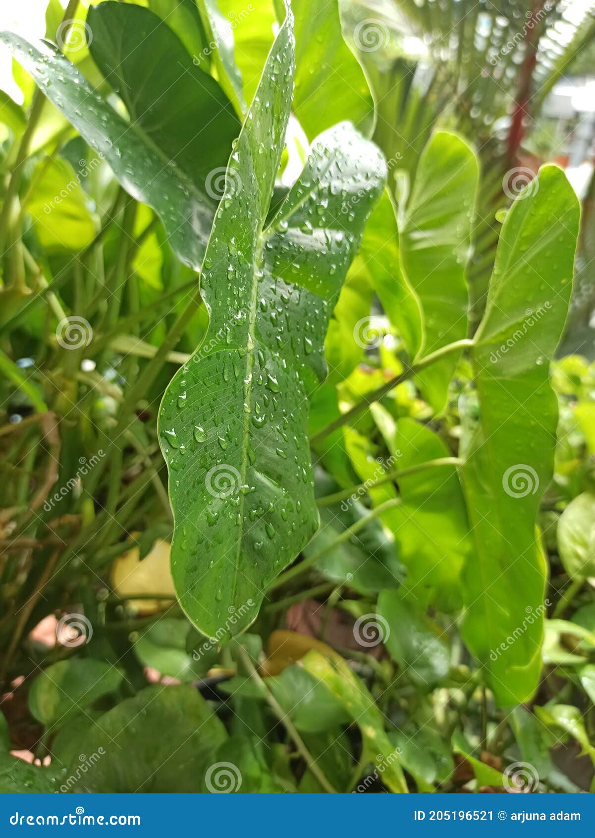 Daun basah stock image. Image of green, leaf, wett, basah - 205196521