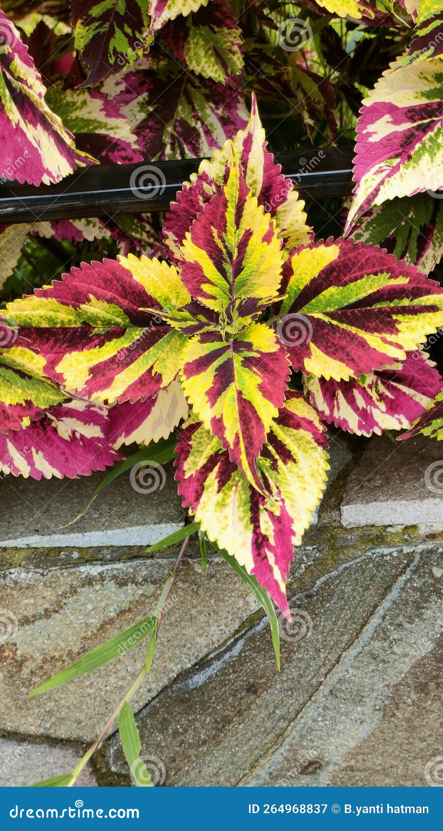Daun Batik Indonesia stock image. Image of flower, herb - 264968837