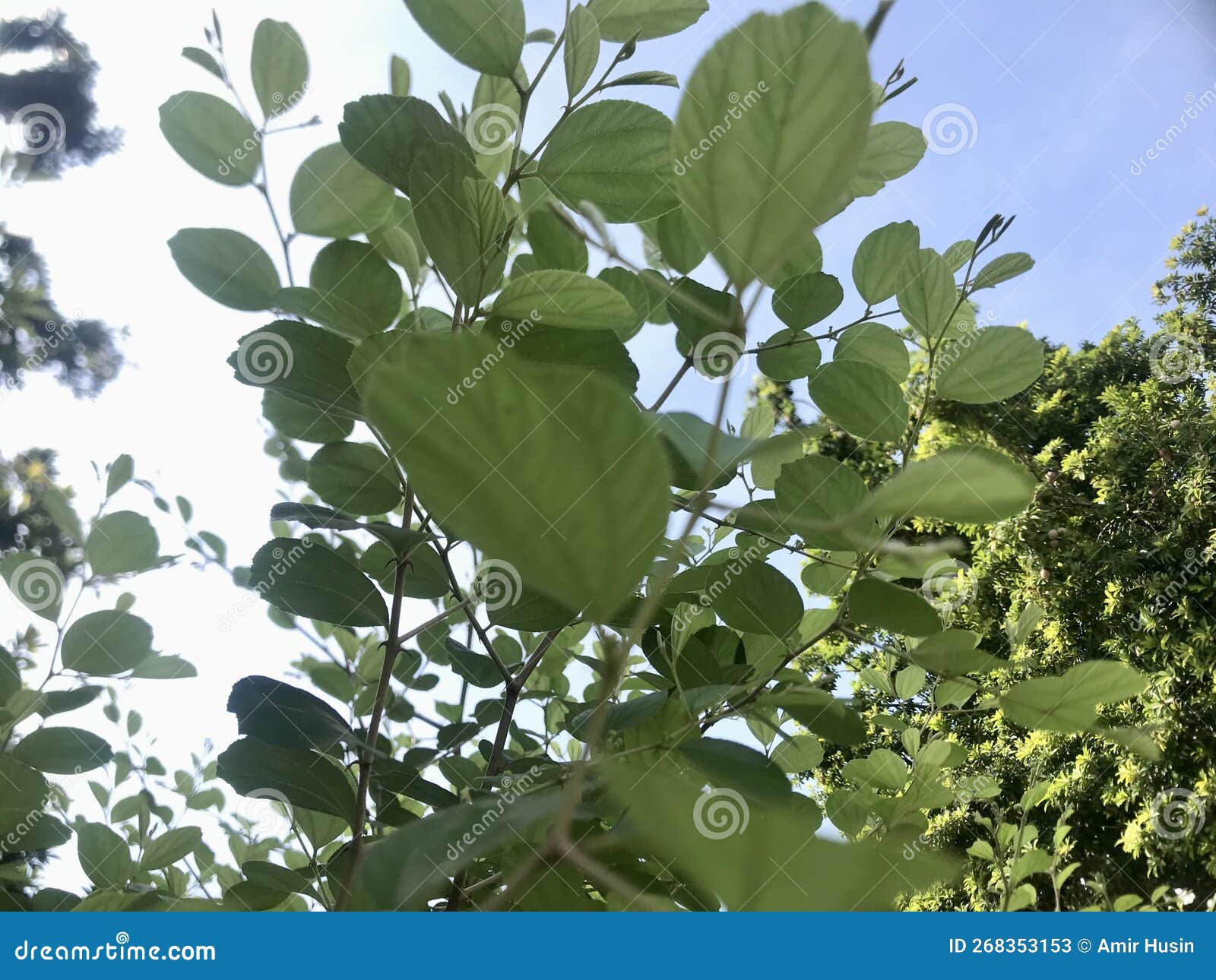 Daun Bidara or Bidara Leaf Still on the Tree Stock Image - Image of ...