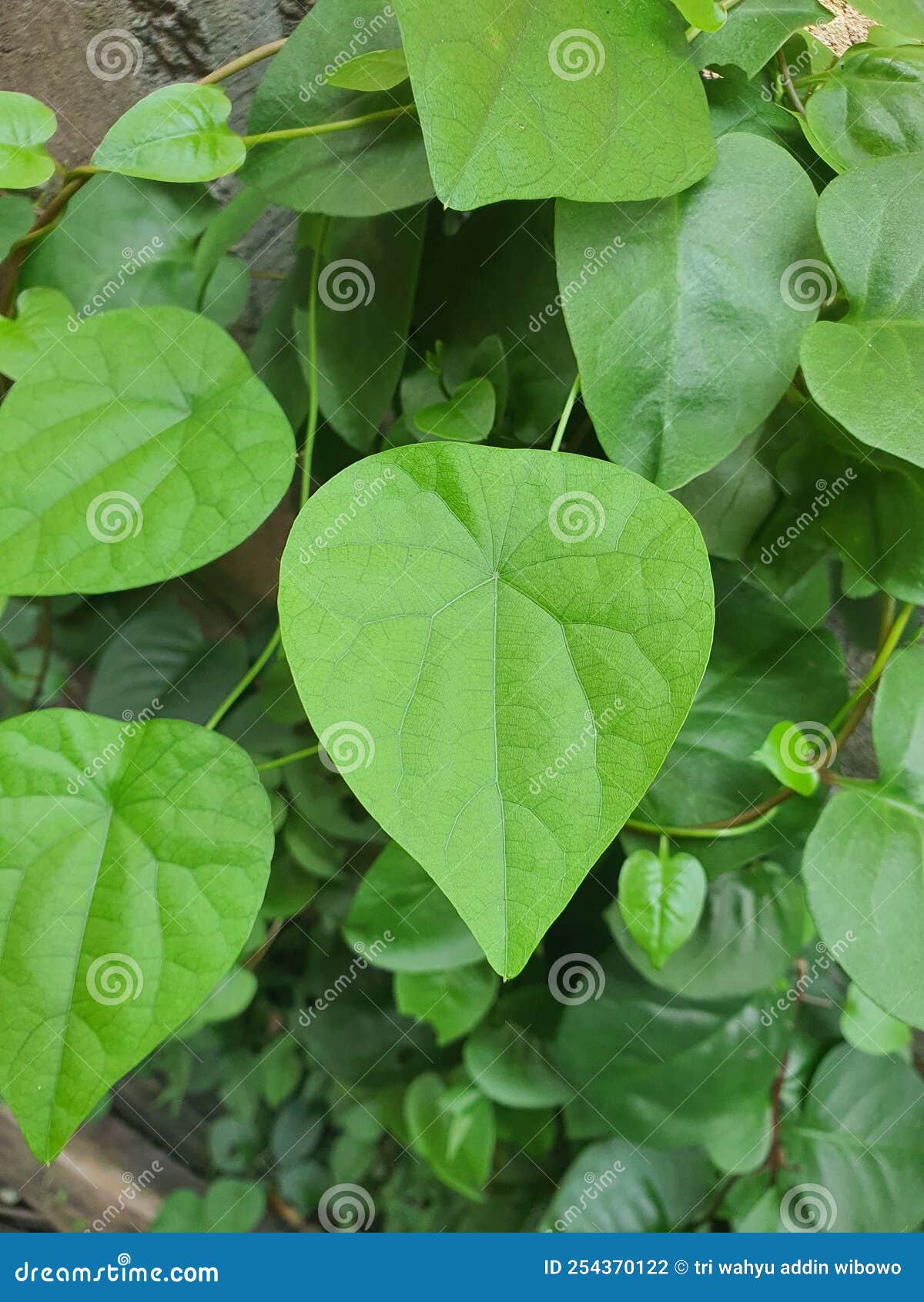 Daun herbal stock photo. Image of obatherbal, nature - 254370122