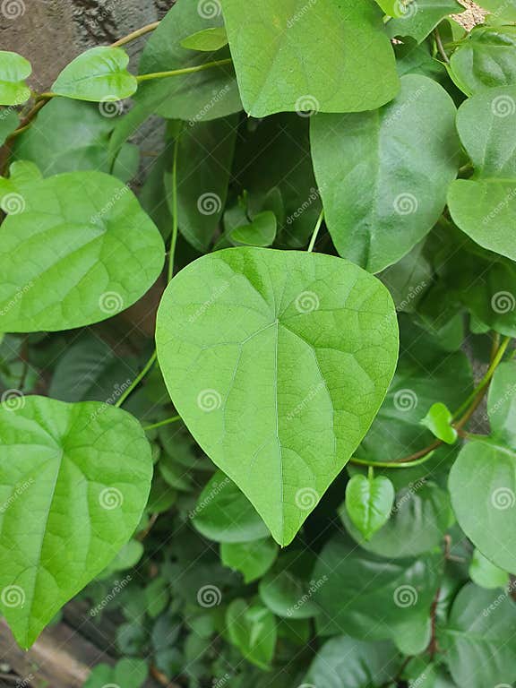 Daun herbal stock photo. Image of obatherbal, nature - 254370122
