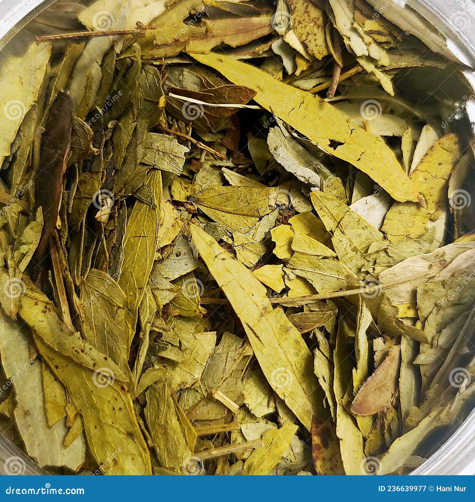 Daun jati belanda imagen de archivo. Imagen de producto - 236639977