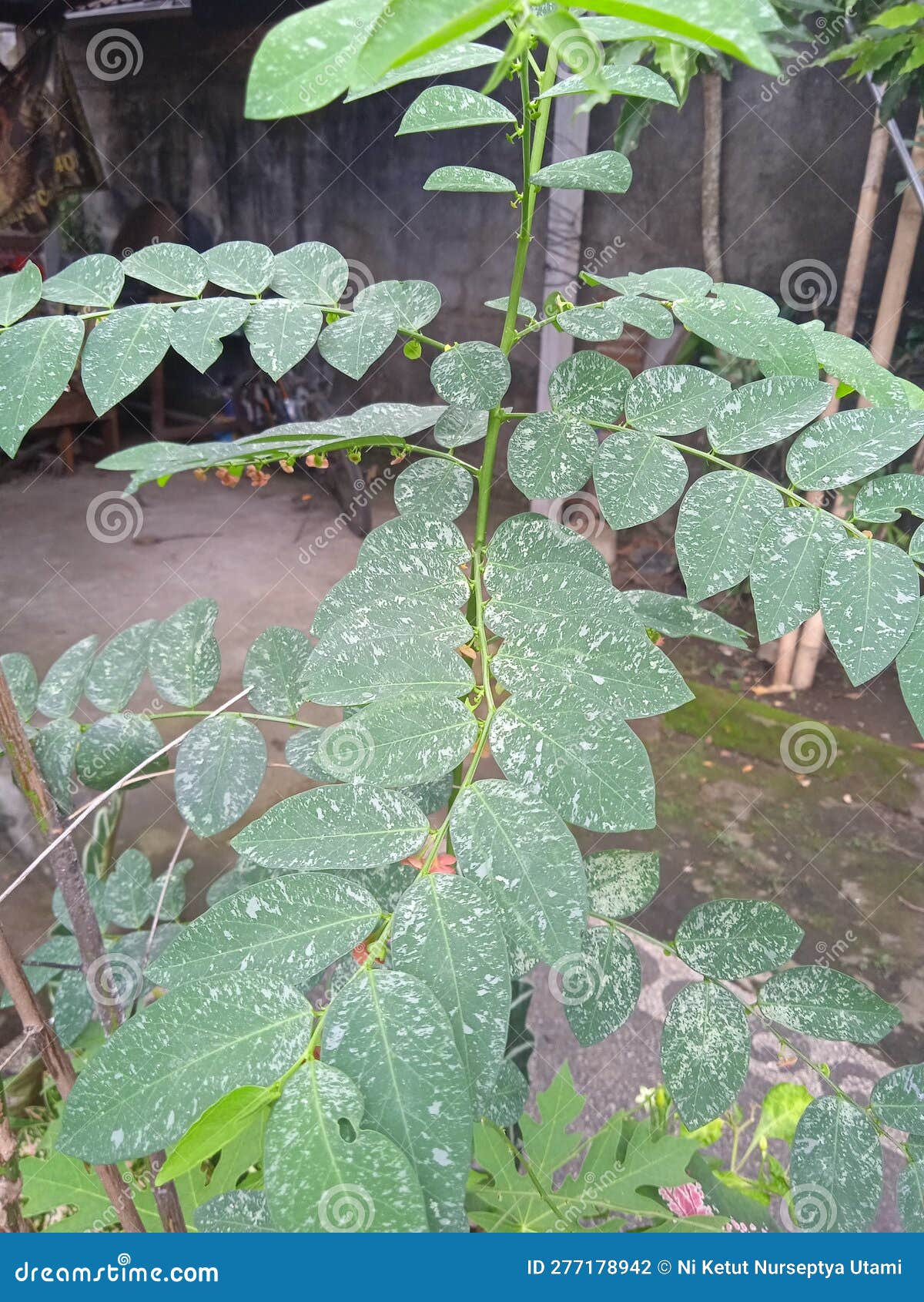Daun Katuk or Sauropus Androgynus Leaves Stock Photo - Image of andro ...