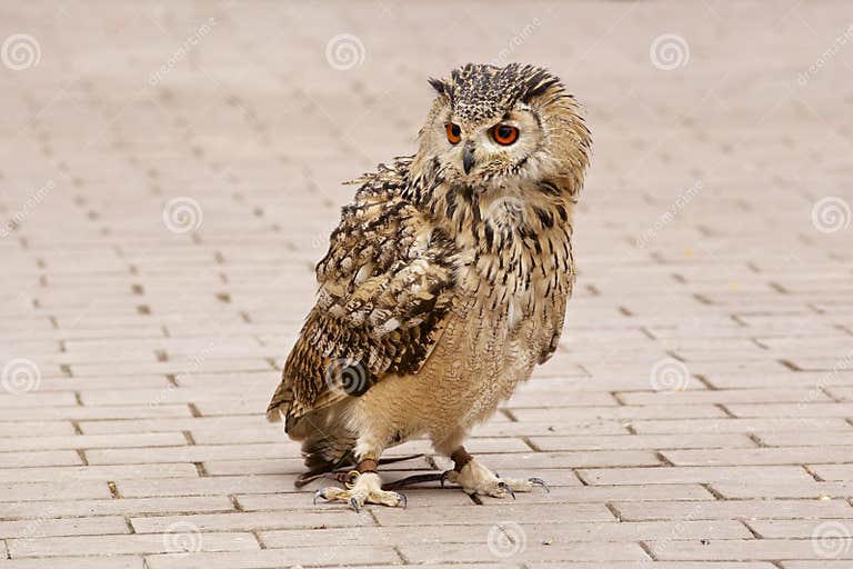 Dauntless owl stock image. Image of dauntlessness, darkness - 54210317