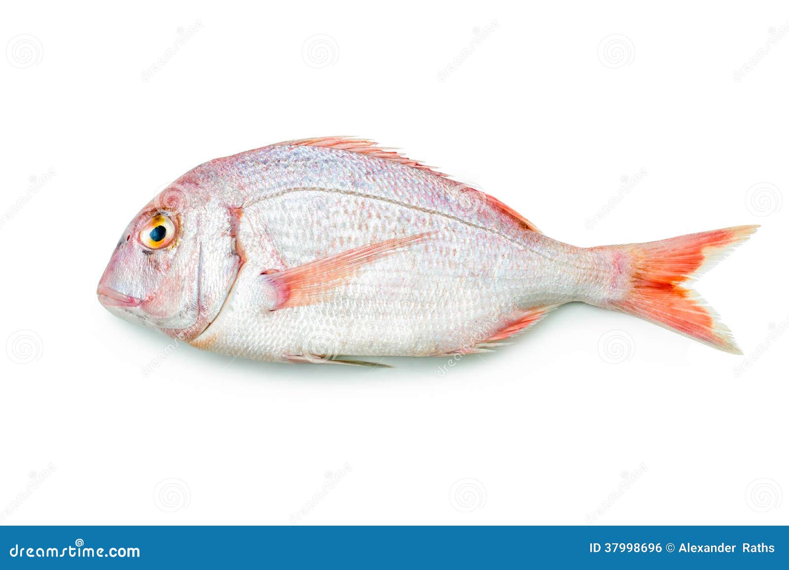 Daurade rouge photo stock. Image du pagre, ailette, nutrition - 37998696