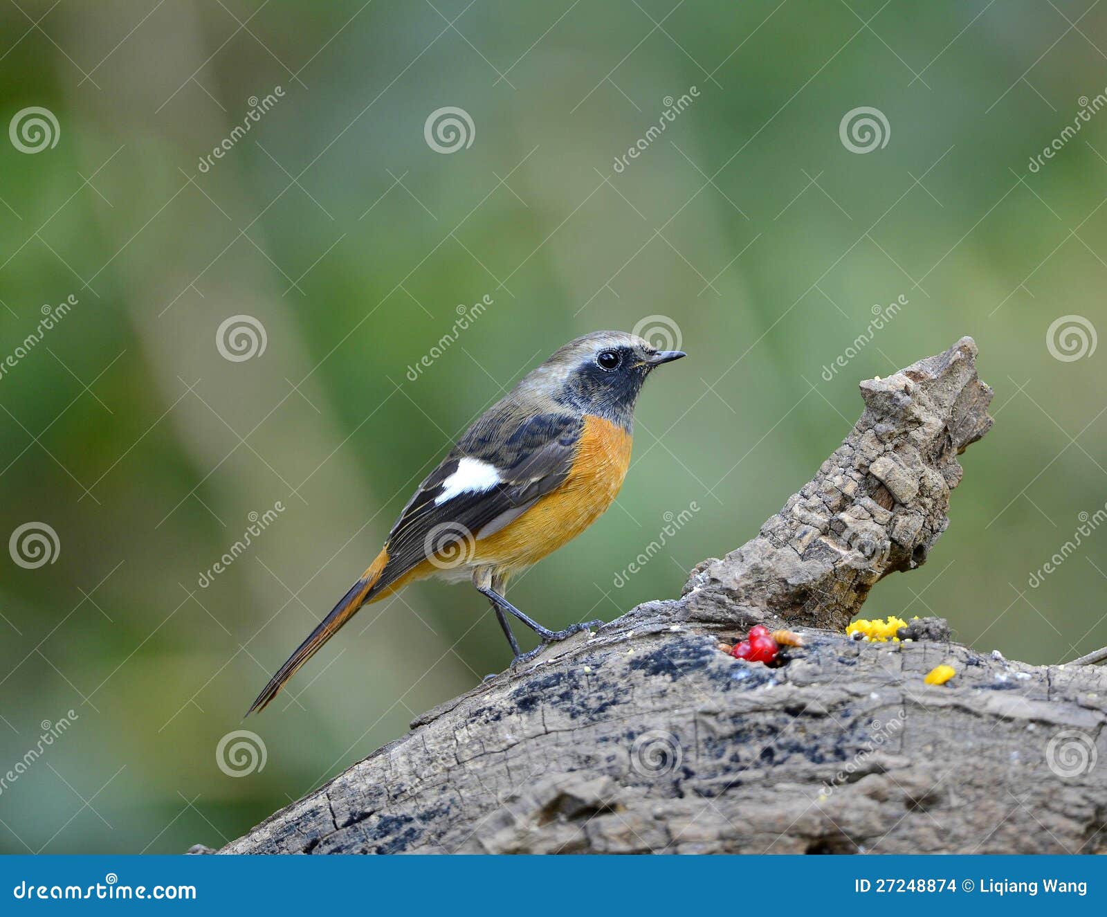 Daurian Redstart stock photo. Image of wing, robin, illustrations ...