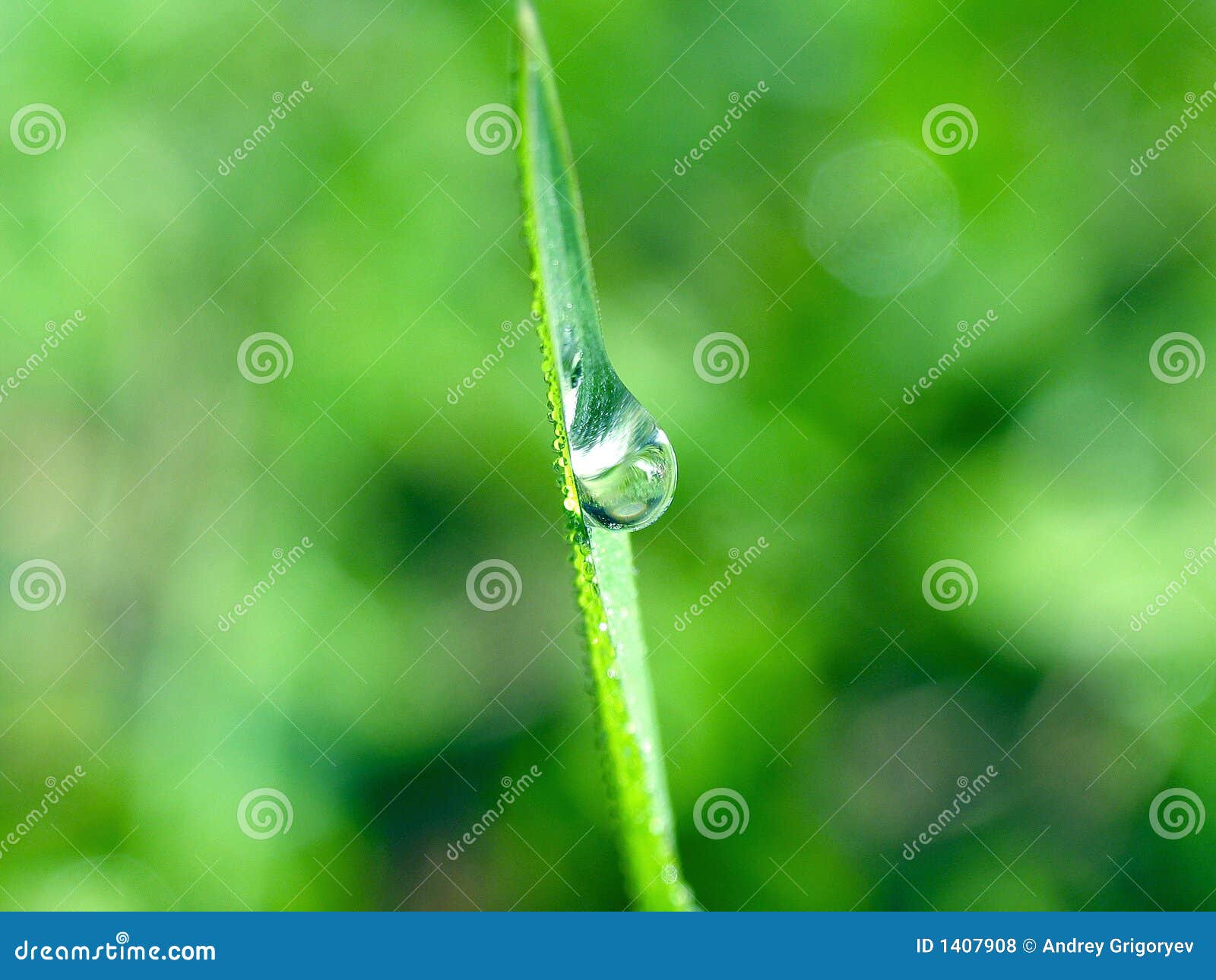 Dauw stock foto. Image of gras, kruid, schaamte, dauw - 1407908