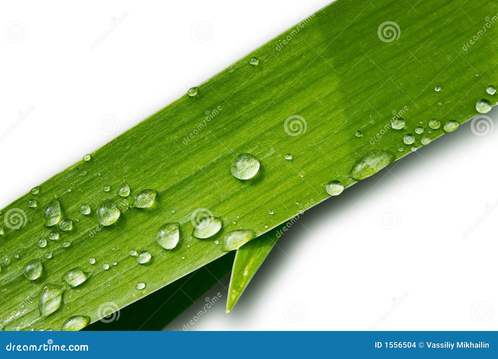 Dauw stock foto. Image of dekking, botanisch, ontruim - 1556504