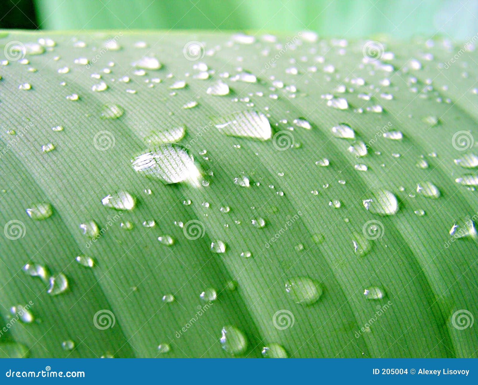 Dauw 3 stock foto. Image of motregen, neerstorten, dalingen - 205004