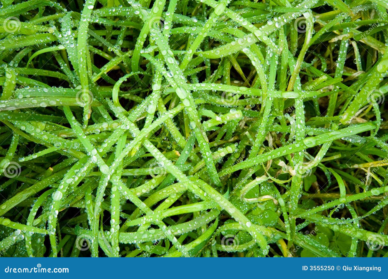 Dauw stock foto. Image of ontruim, groen, leven, achtergrond - 3555250