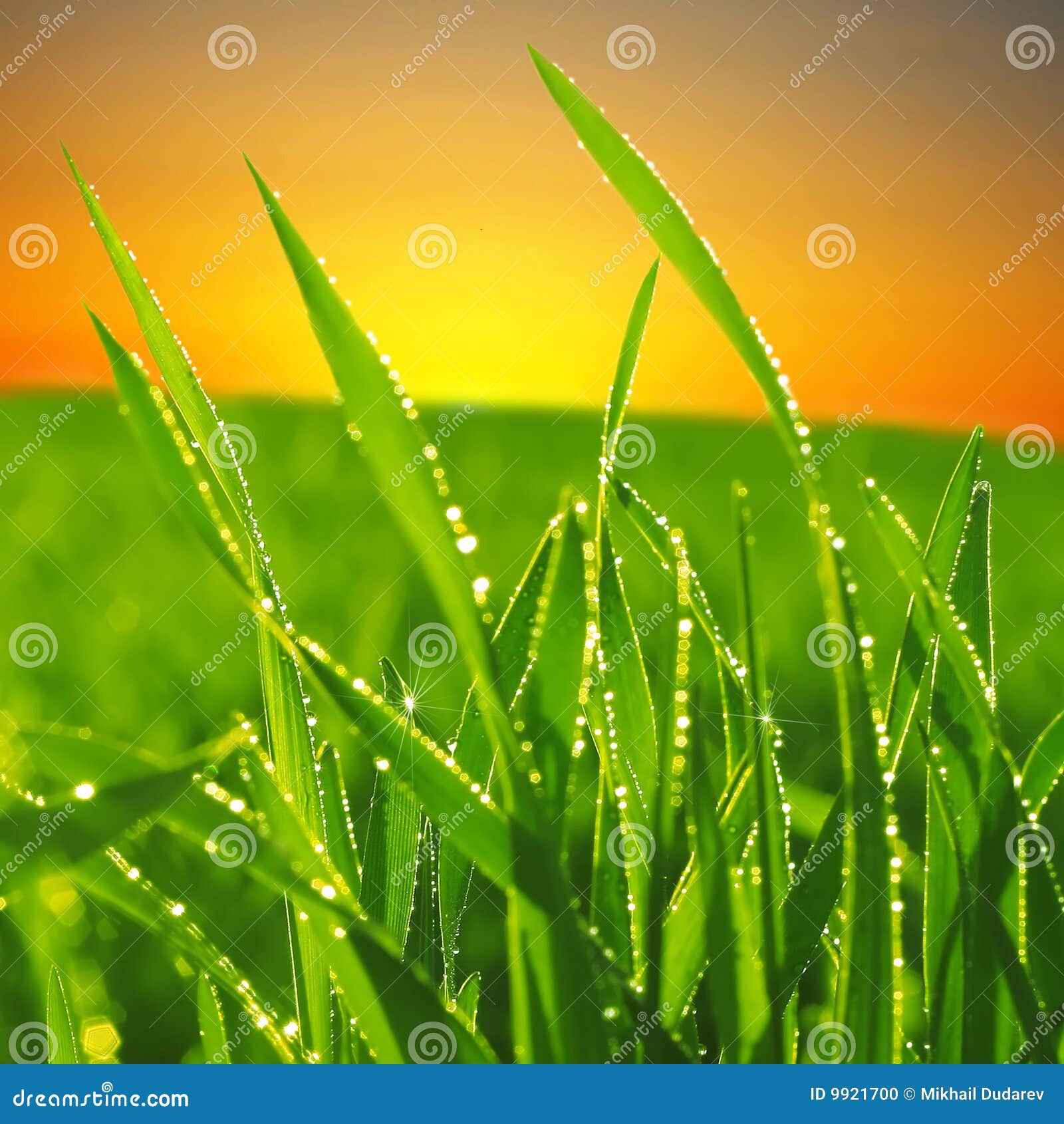 Dauw stock foto. Image of groei, gebied, blauw, groen - 9921700