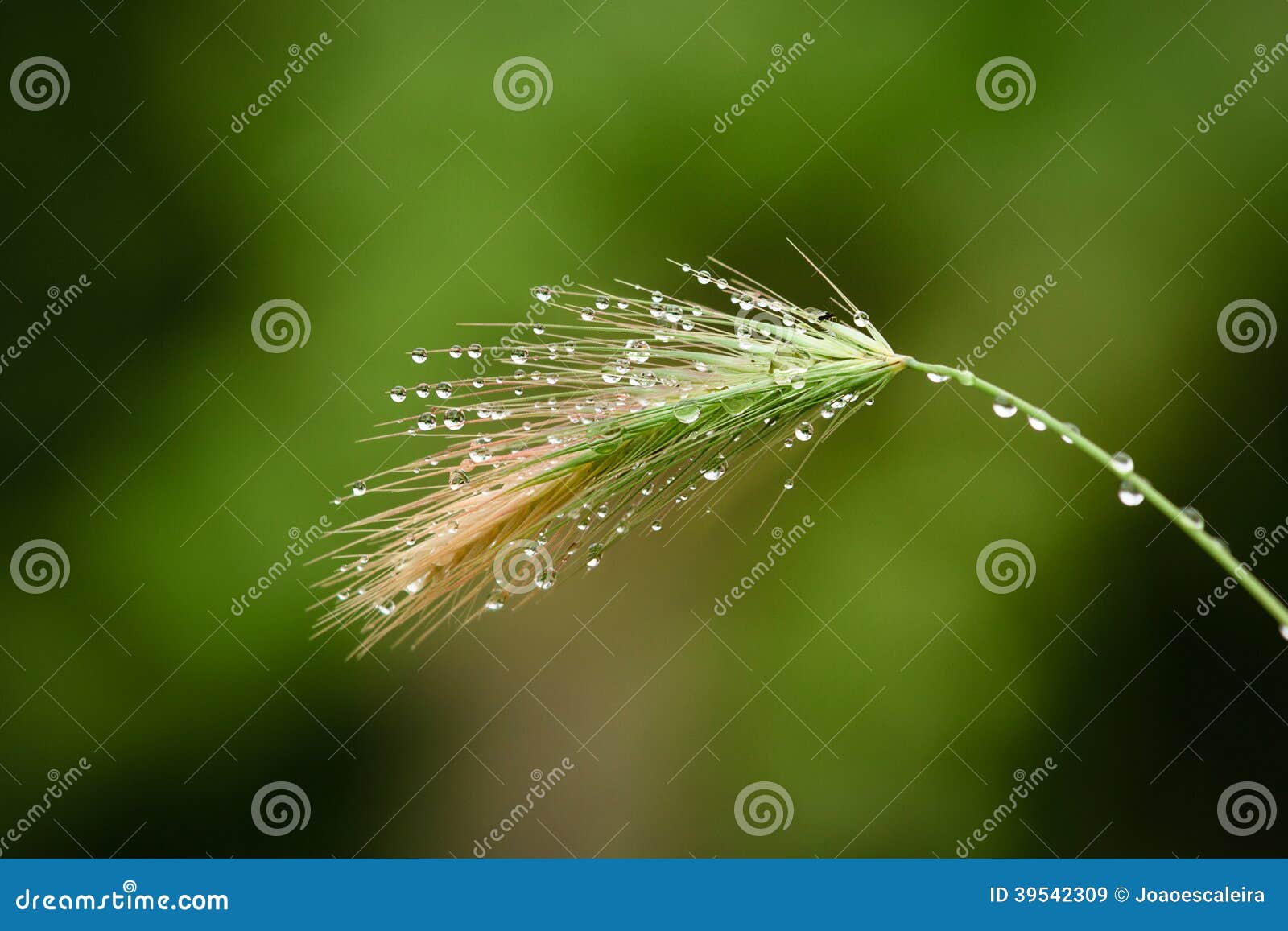 Dauw in wilde tarwe stock afbeelding. Image of nave, tarwe - 39542309