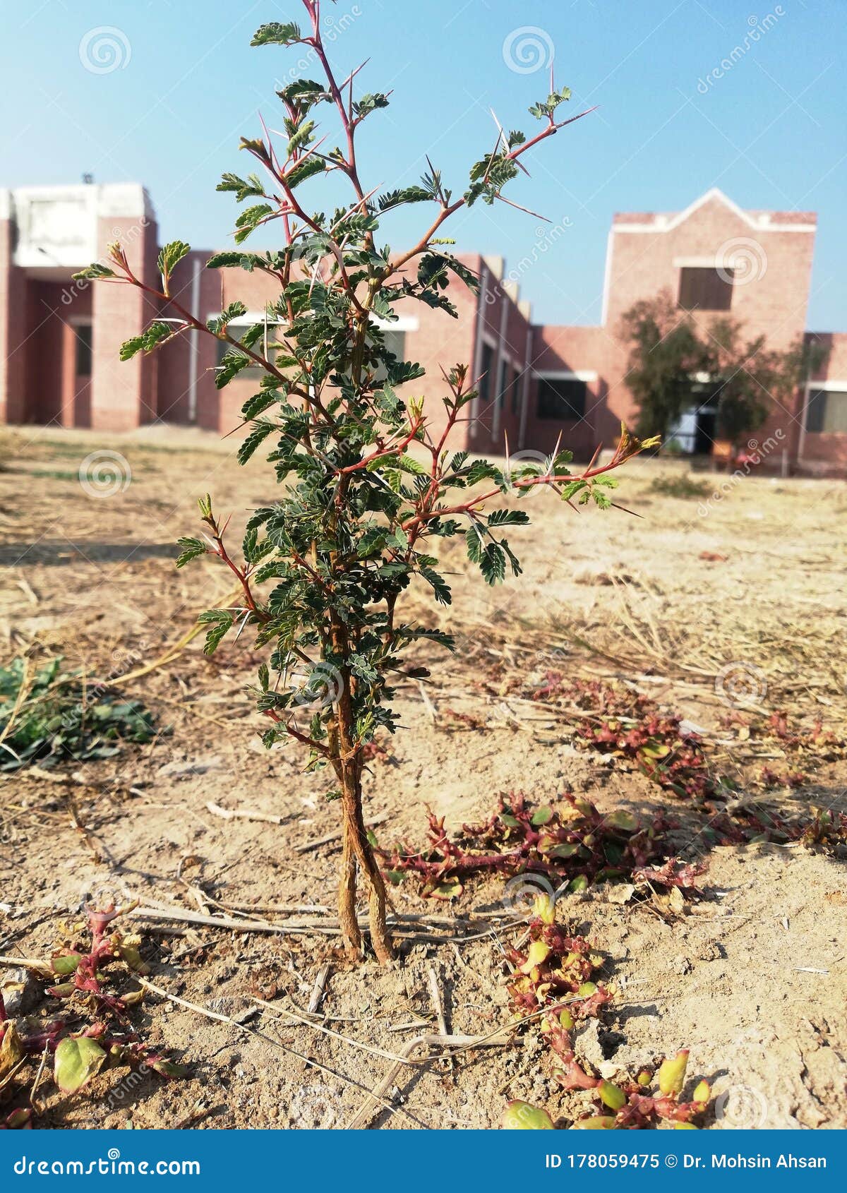 Young plant with thrones stock image. Image of tree - 178059475