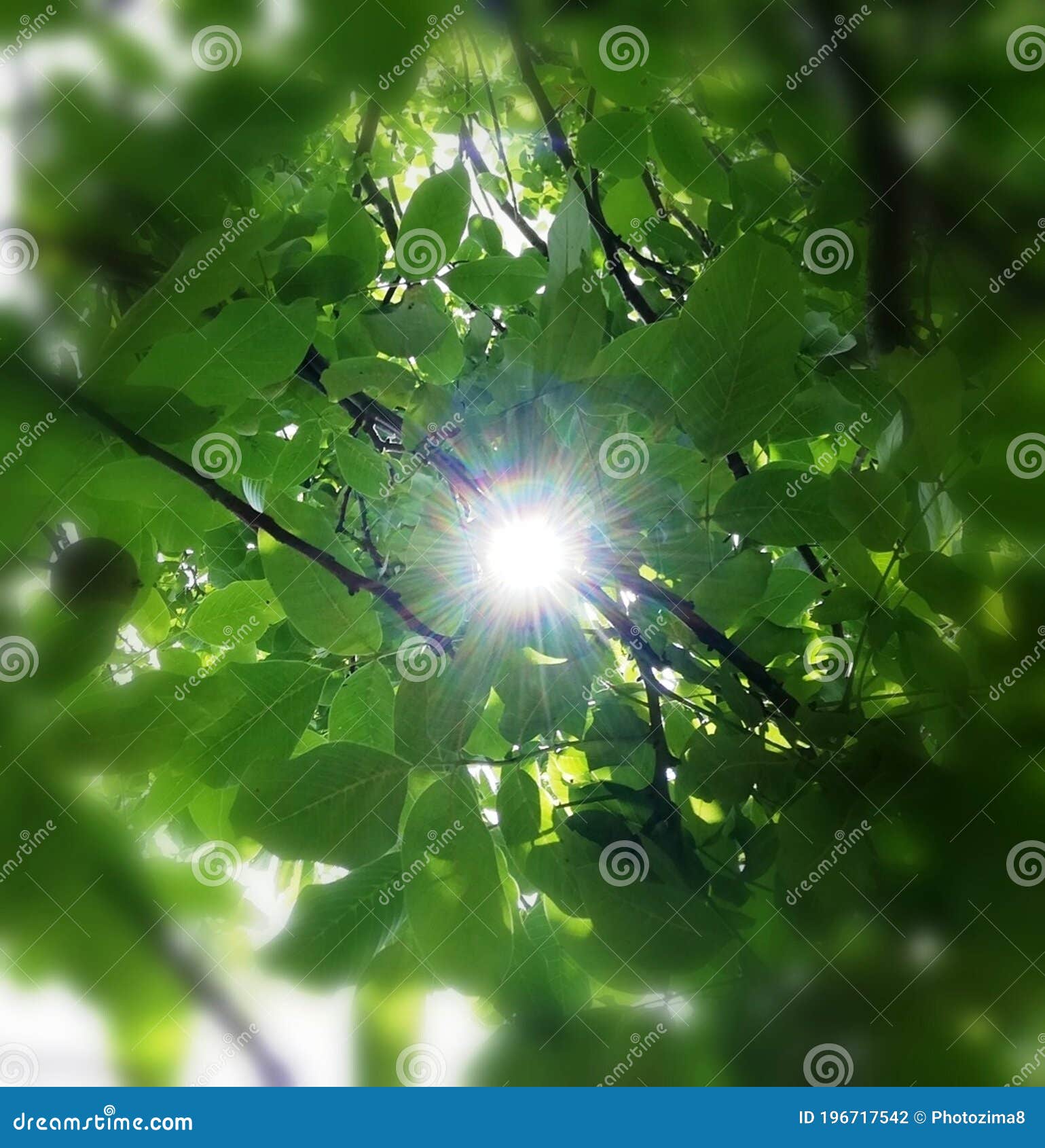 Bright Sunbeam in Green Foliage. Stock Photo - Image of bright, shines ...