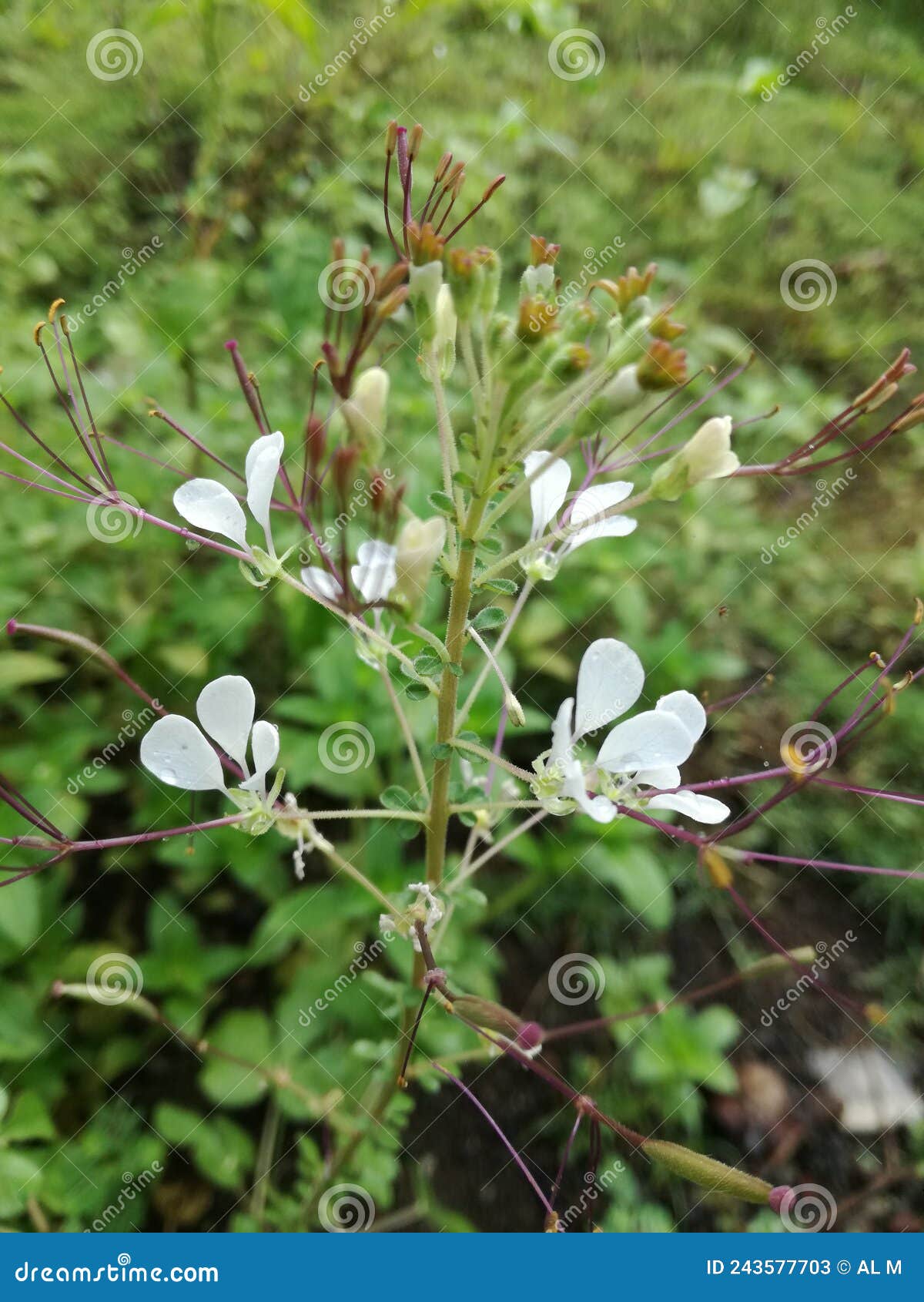 Cleome Gynandra Flowers Royalty-Free Stock Photography | CartoonDealer ...