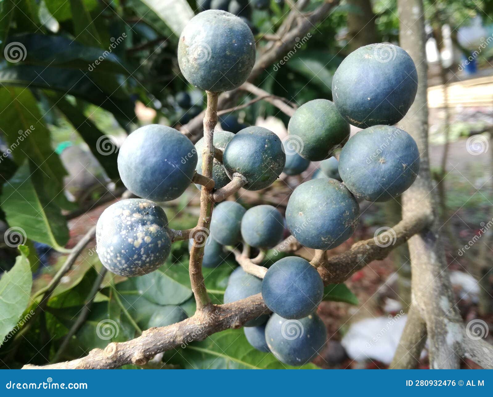 A Fruit of Elaeocarpus Sphaericus Perched on the Twig Plant Stock Photo ...