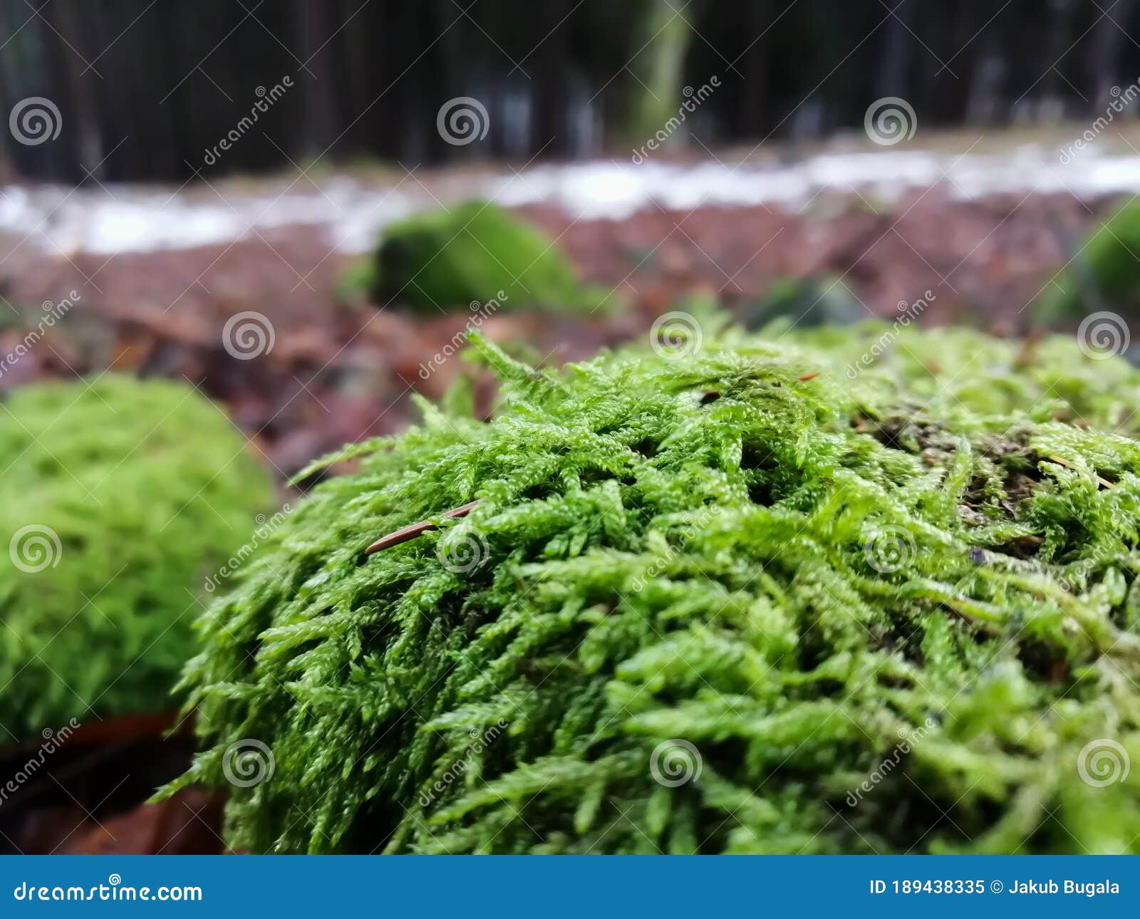 Green moss in nature stock image. Image of color, environment - 189438335