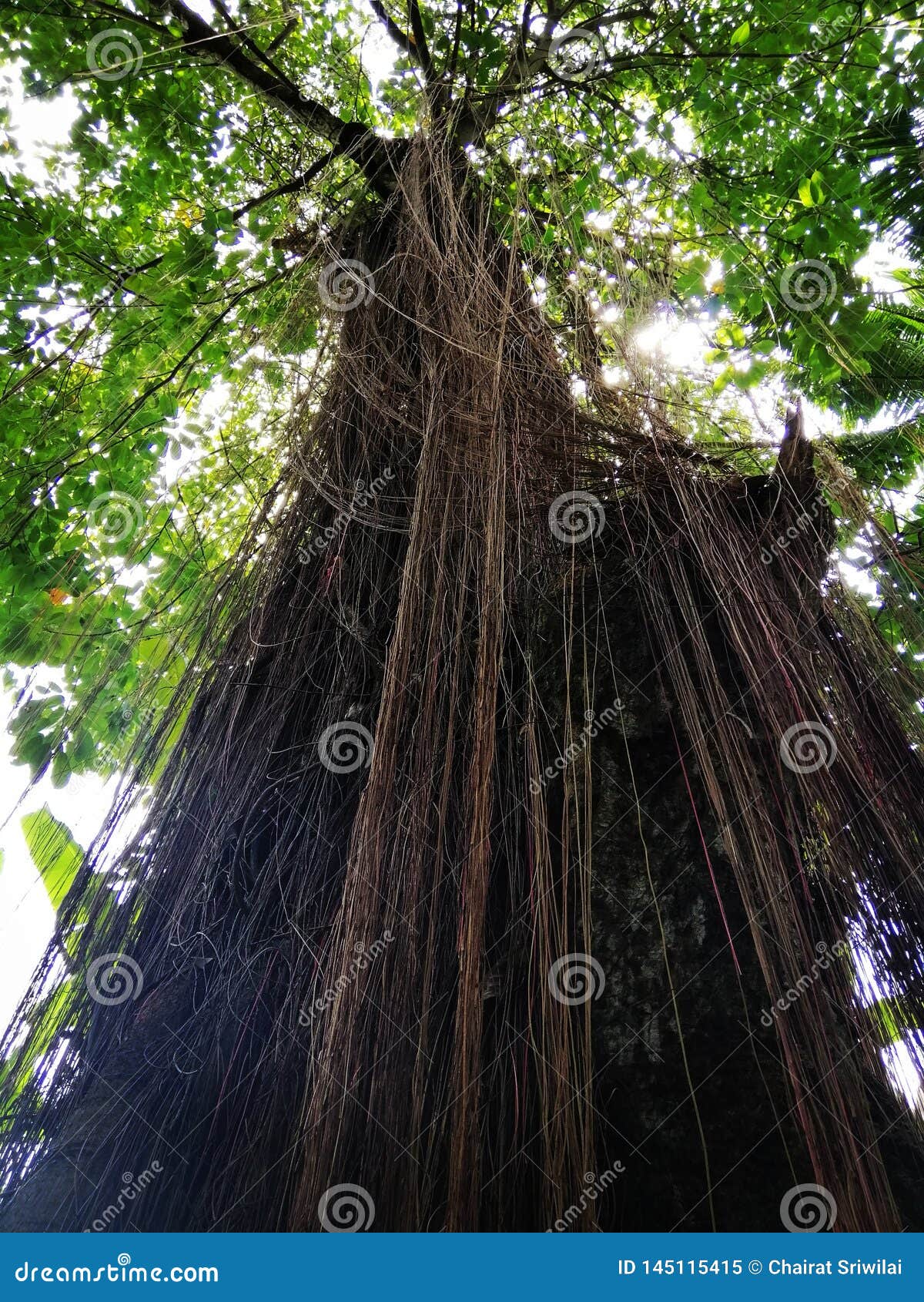 Tangle stock image. Image of green, tangle, long, tree - 145115415