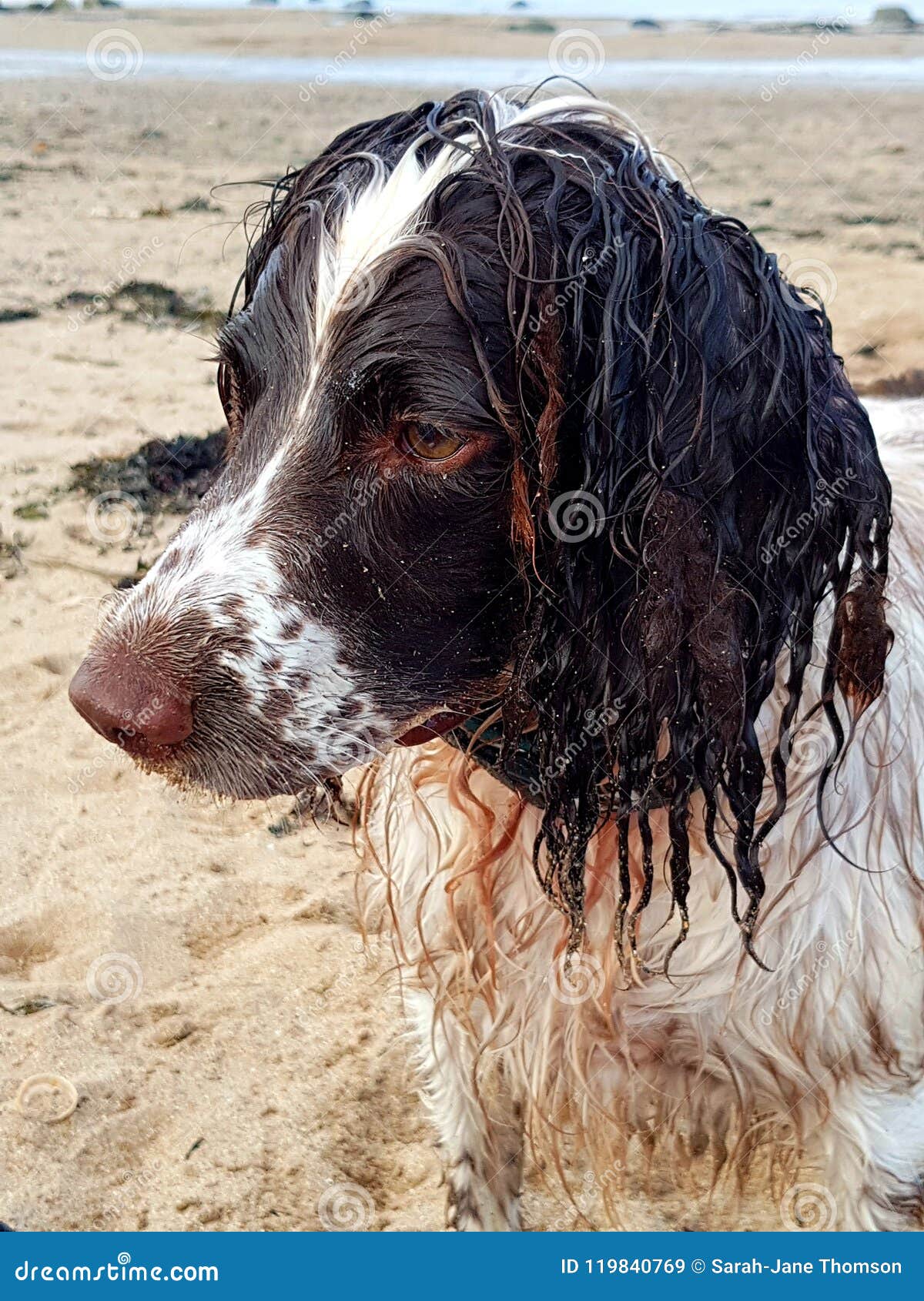 Dave the Dog stock image. Image of famous, dave - 119840769